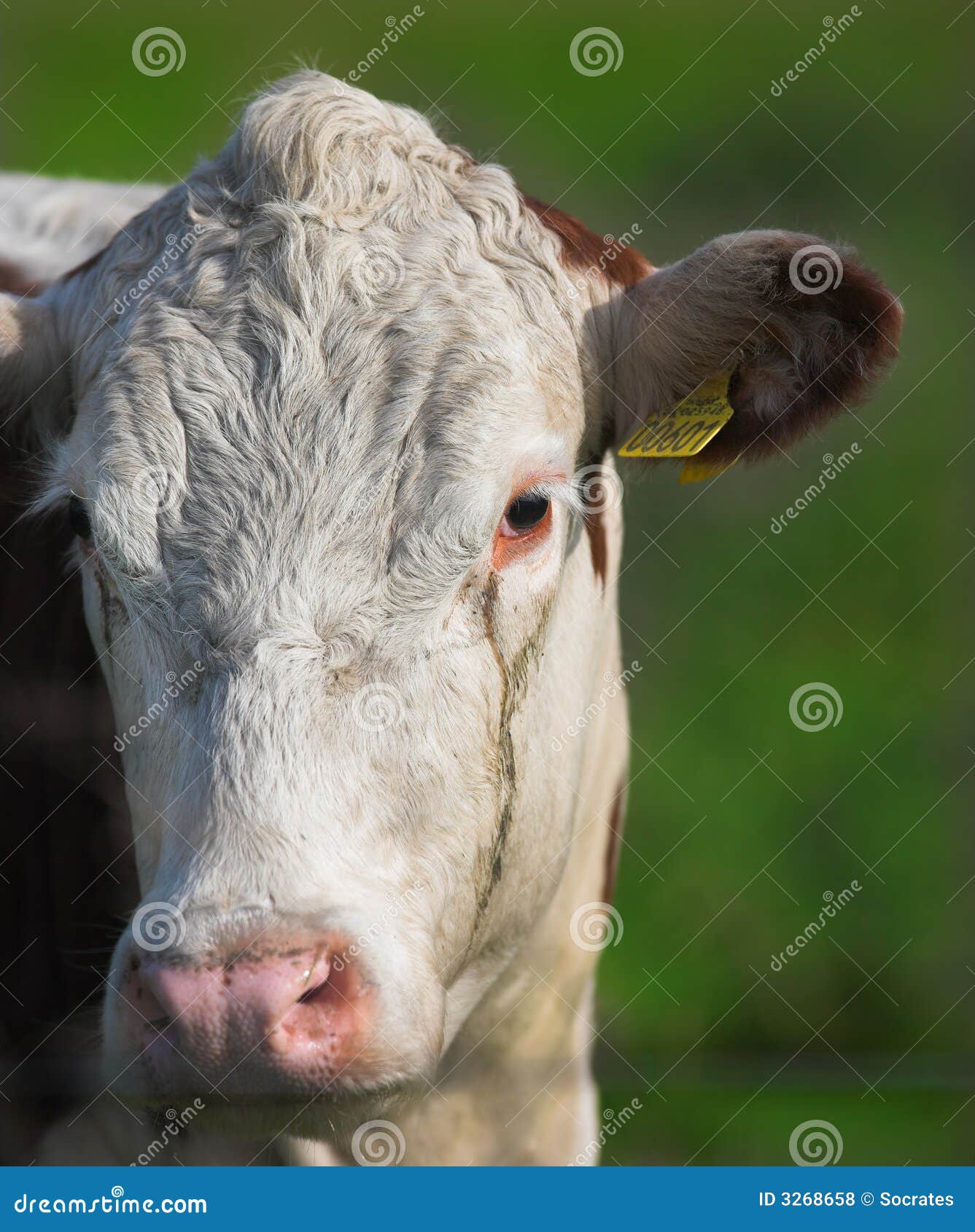 Cow close-up stock photo. Image of portrait, puzzled, herd - 3268658