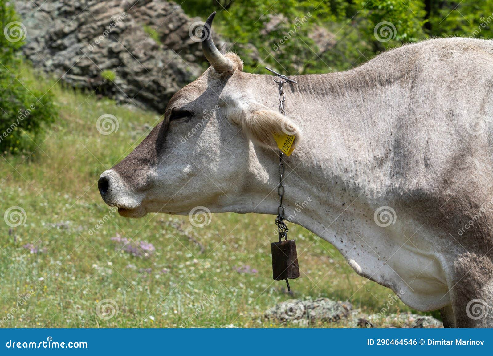 Grey Cow stock photo. Image of high, sideview, mountain - 290464546