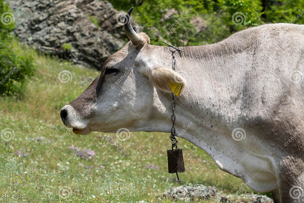 Grey Cow stock photo. Image of high, sideview, mountain - 290464546