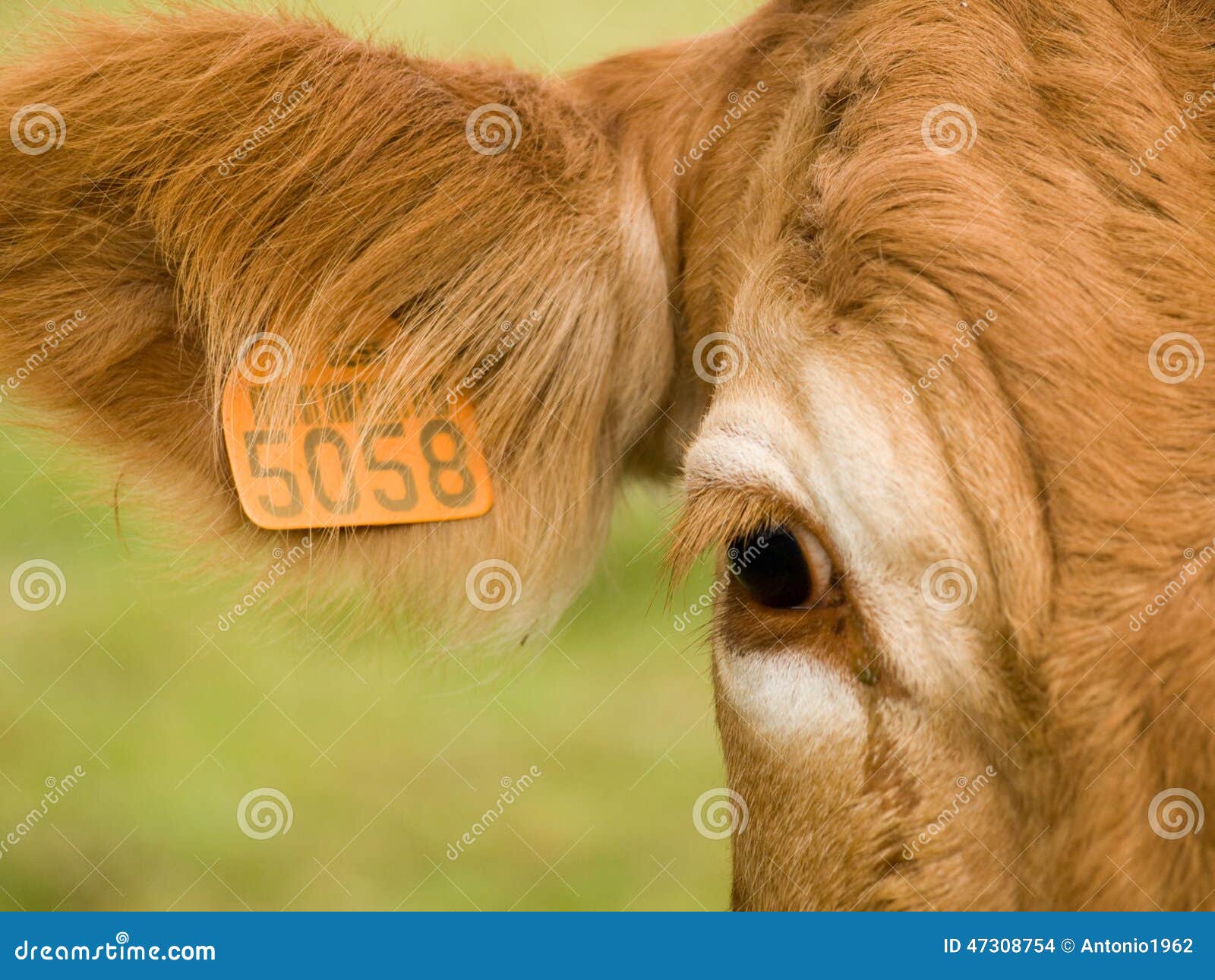 Cow close-up portrait editorial stock image. Image of close - 47308754