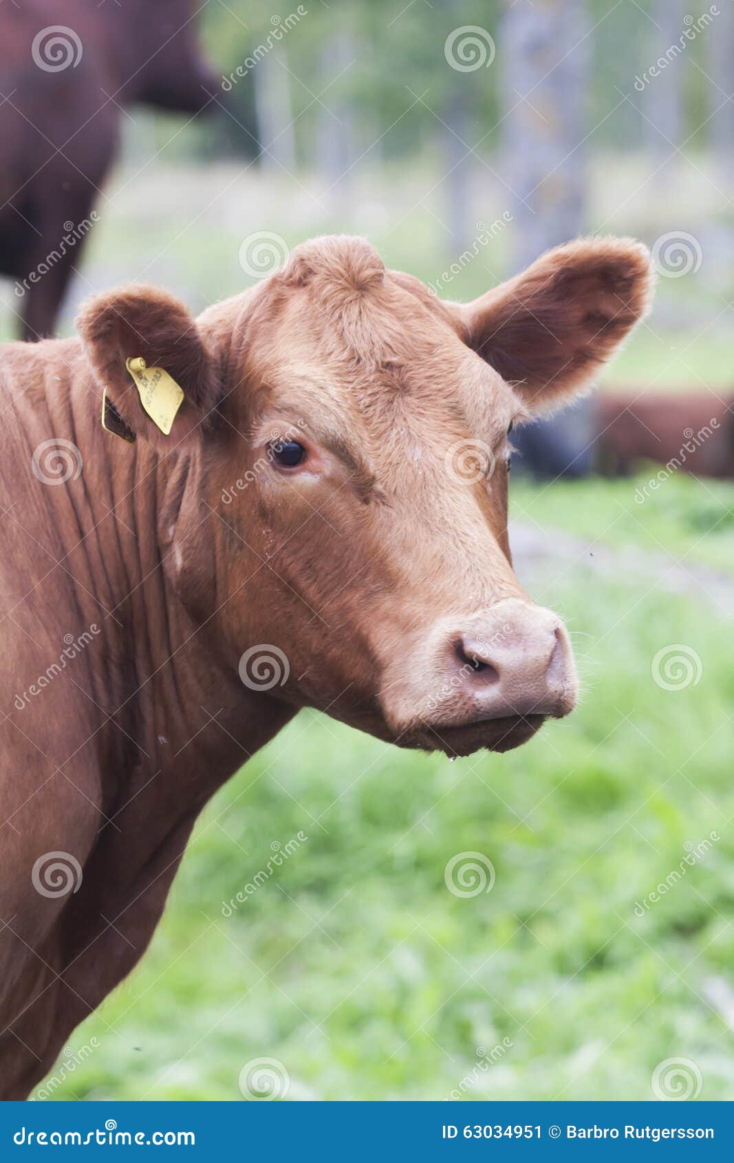 Cow stock image. Image of humid, nose, cattles, close - 63034951