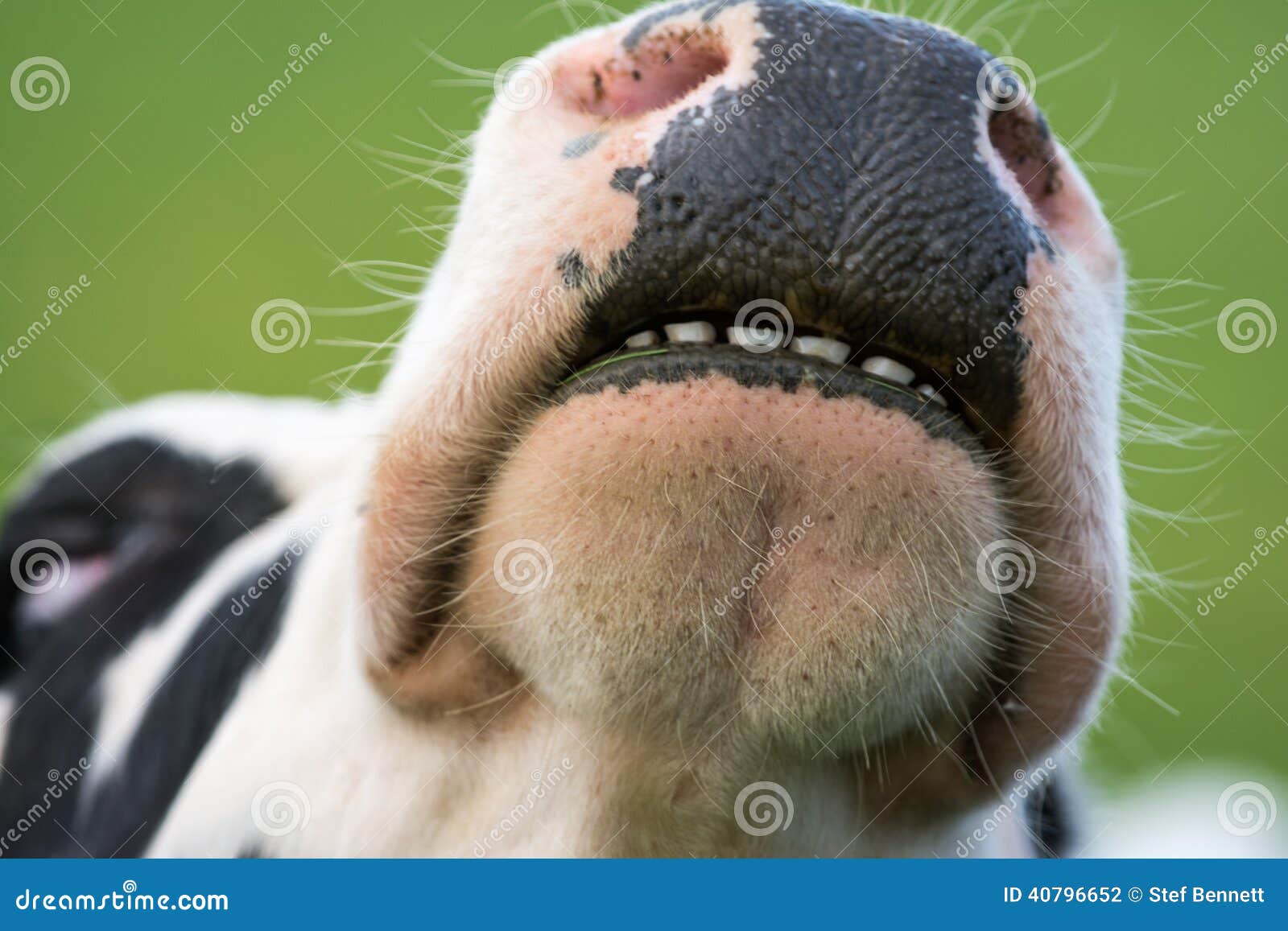 Cow Teeth Diagram Woolshed 1: Grazing Problems With Cows’