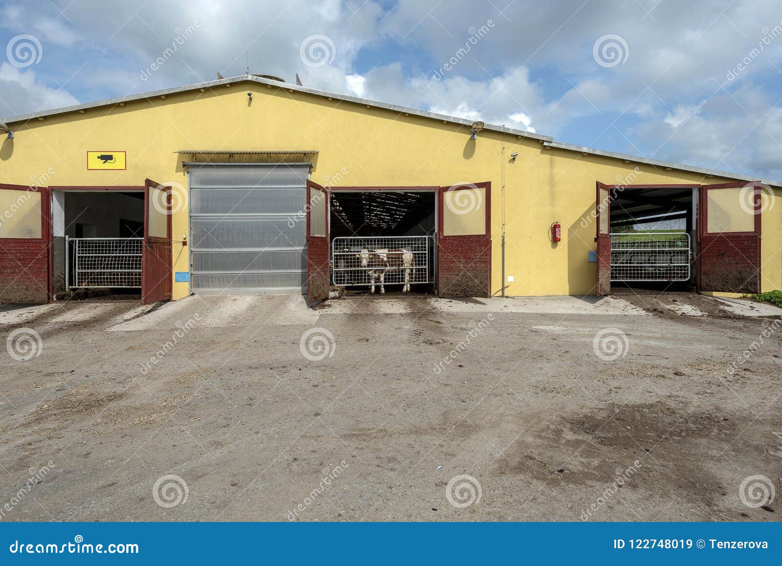 Cow Closed in the Barn and Looking through the Door Stock Image - Image ...