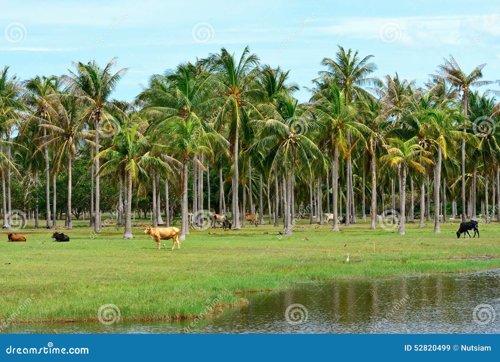 Cow in Coconut Palm Tree Plantation Stock Image - Image of plant, flora ...