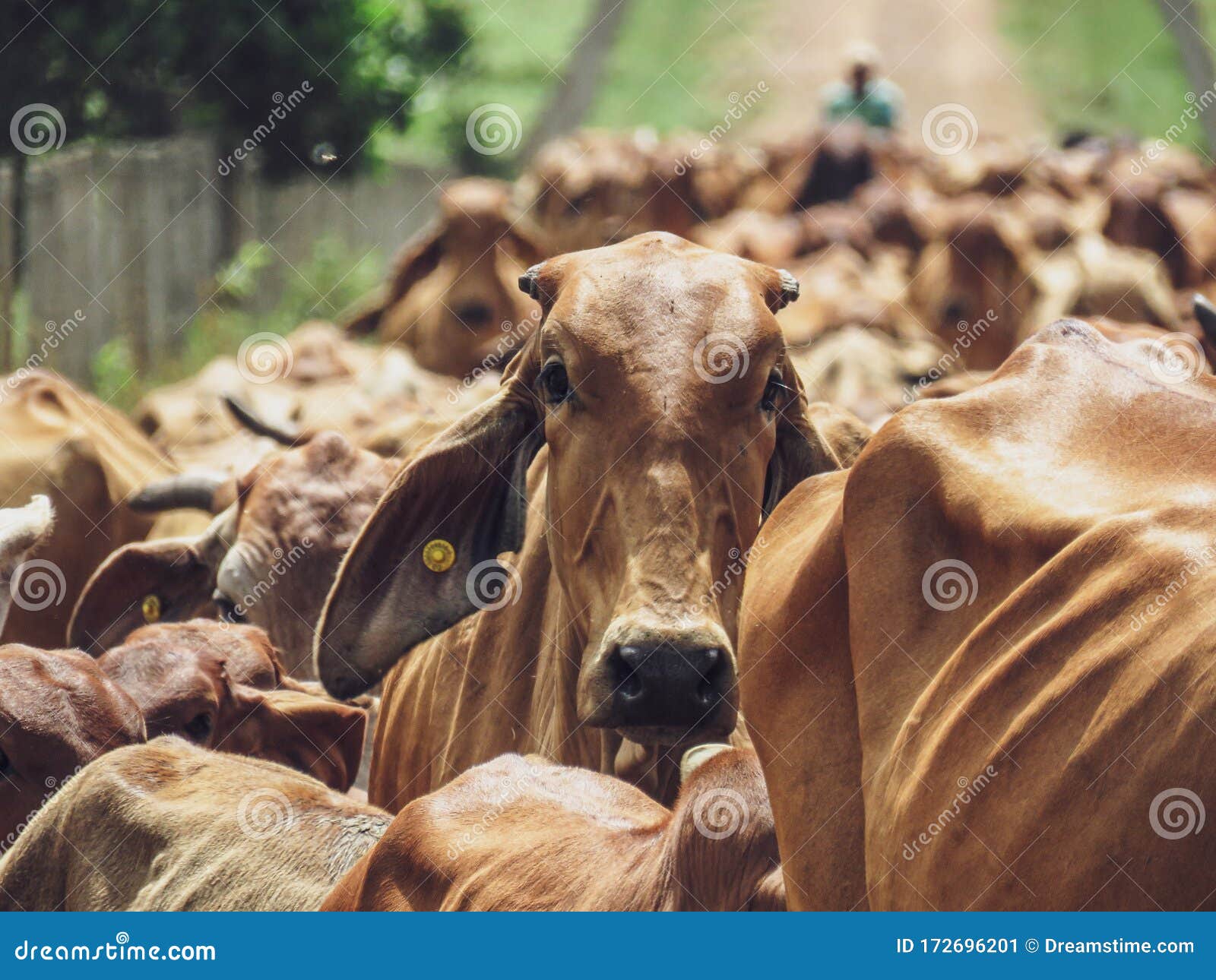 Cow Coffee in the Farm and Working Stock Image - Image of nature ...