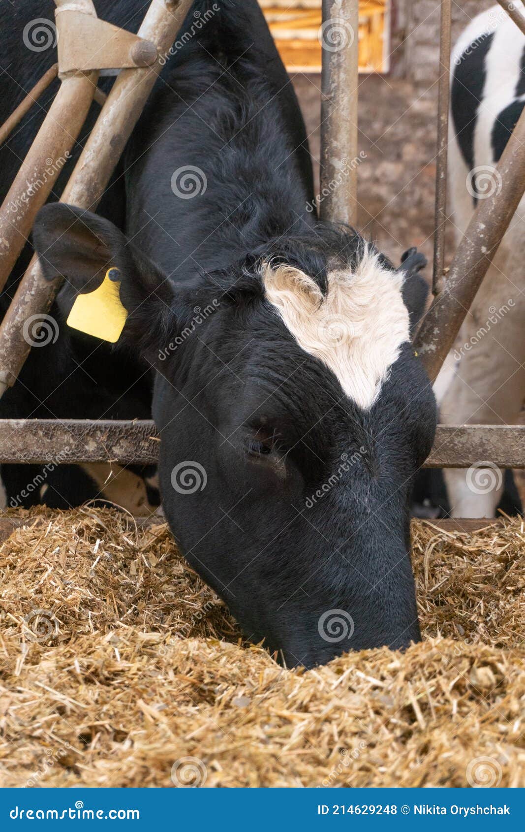 A Cow Consumes Compound Feed in a Stall. Close-up. Milk Farm. Stock ...