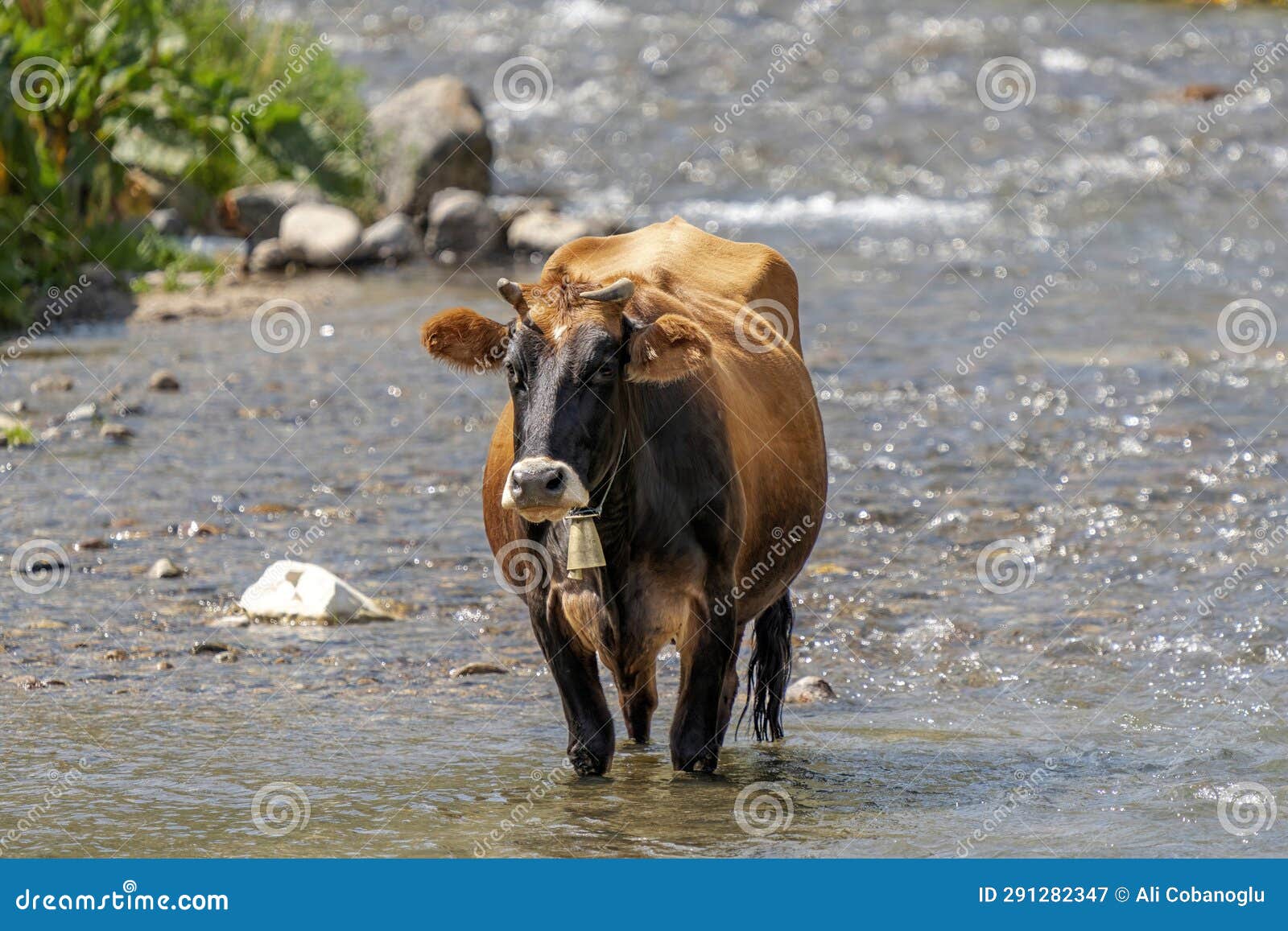 A Cow Cooling Off in the River in Hot Weather Stock Image - Image of ...