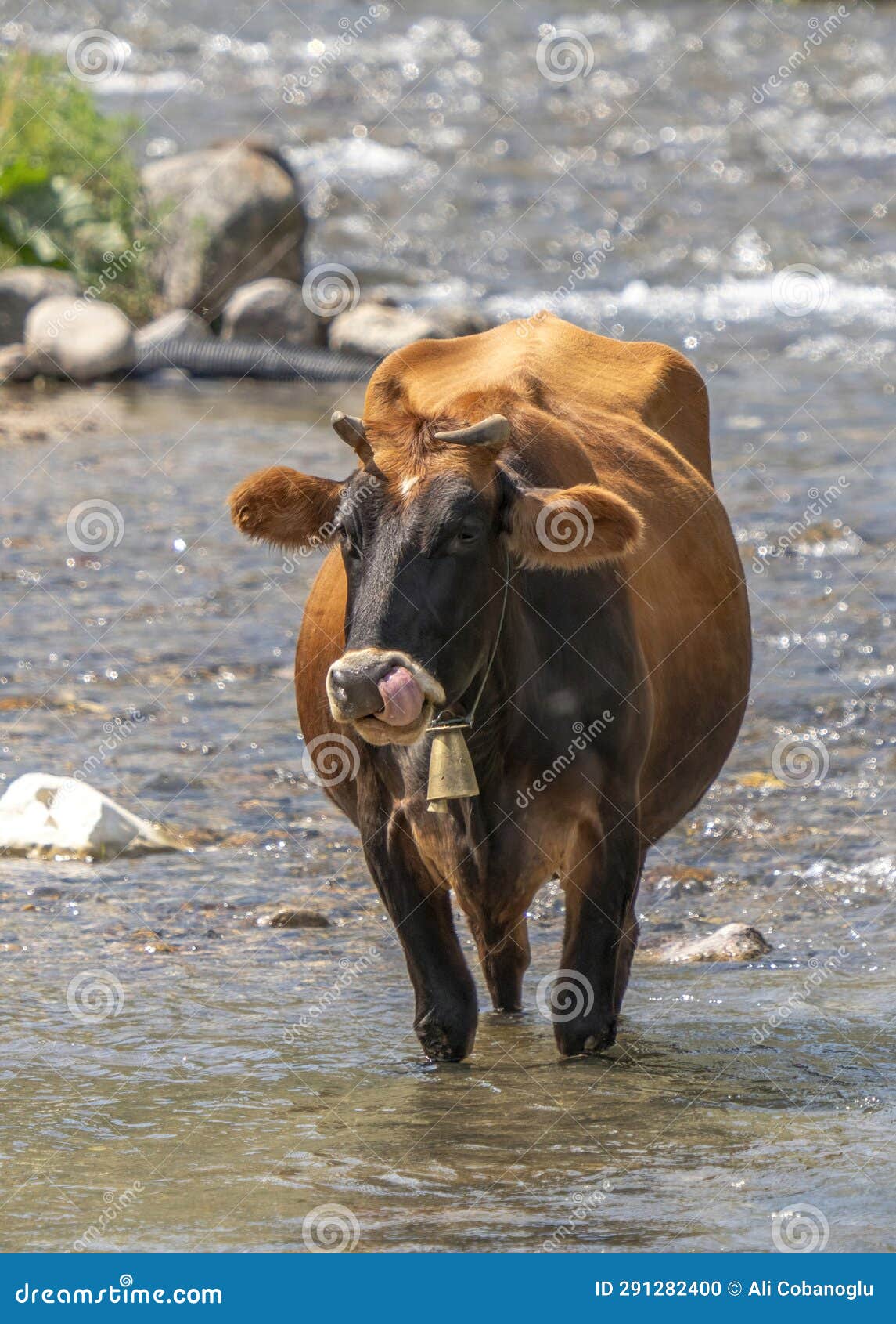 A Cow Cooling Off in the River in Hot Weather Stock Photo - Image of ...