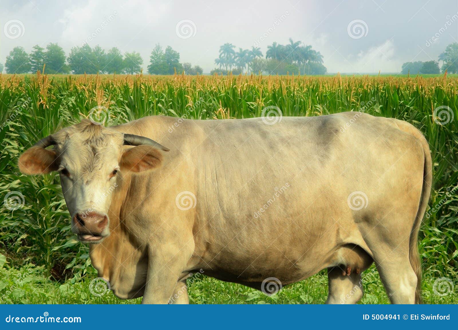 Cow in corn field stock image. Image of alone, milk, portrait - 5004941