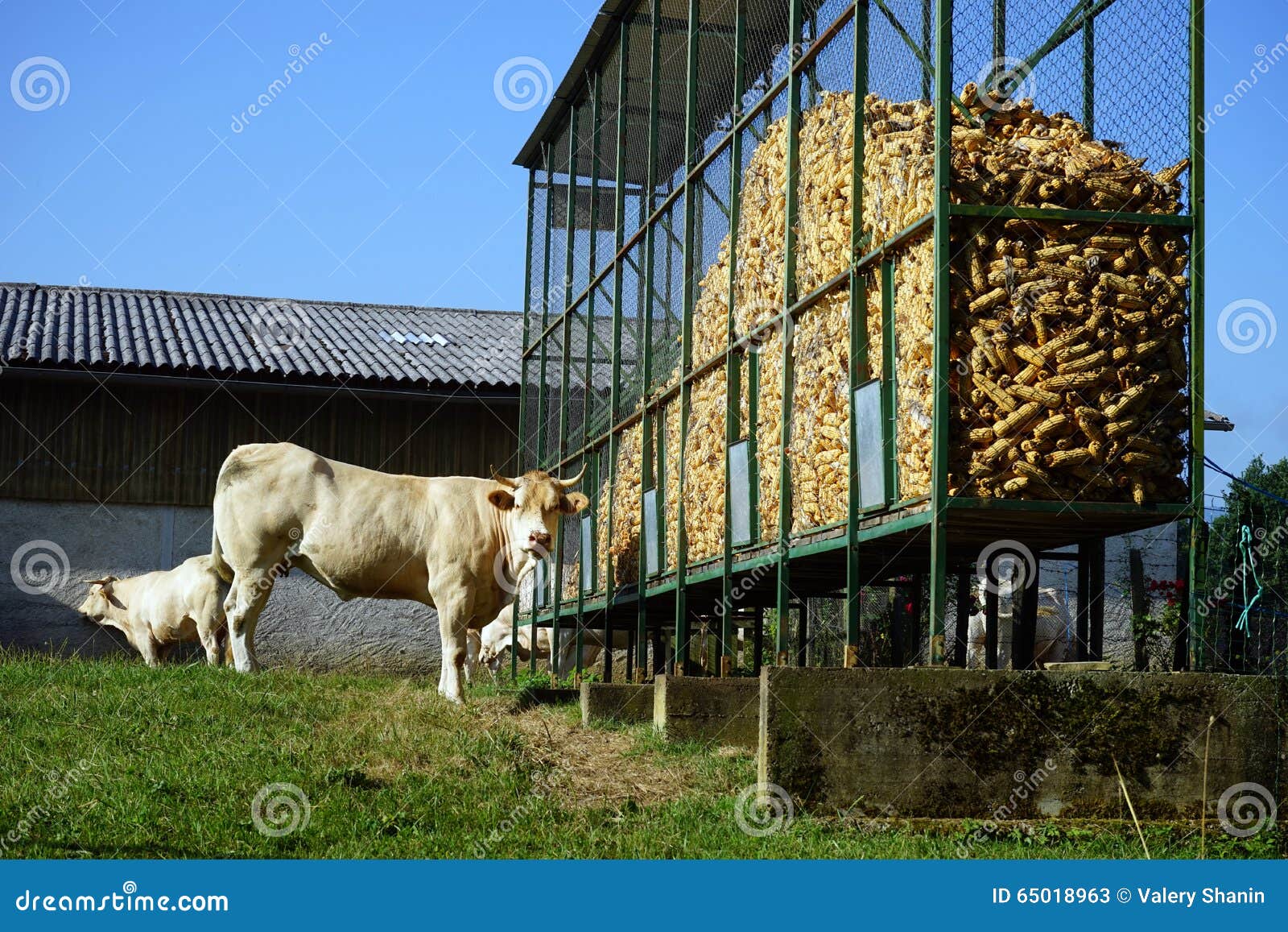Cow and corn stock image. Image of livestock, standing - 65018963