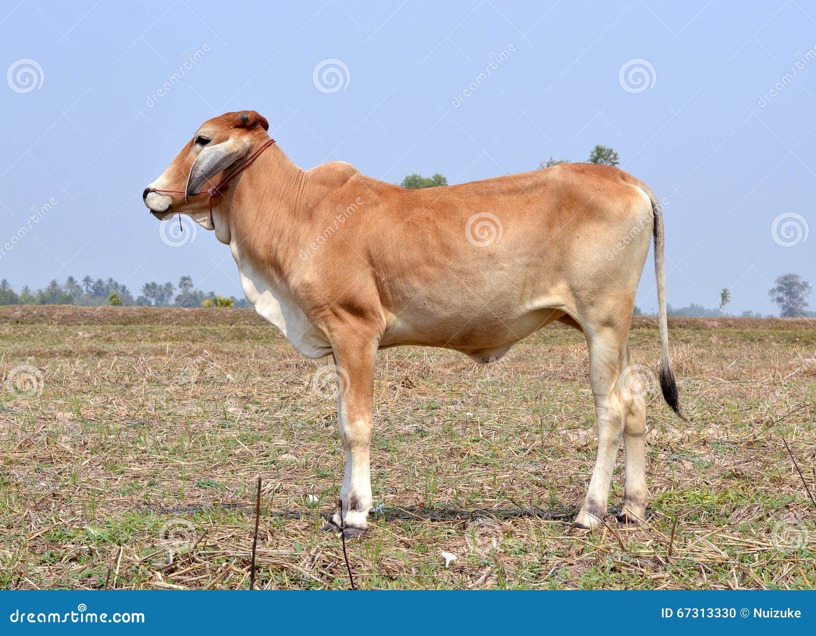 Cow in cornfield stock photo. Image of green, brown, summer - 67313330