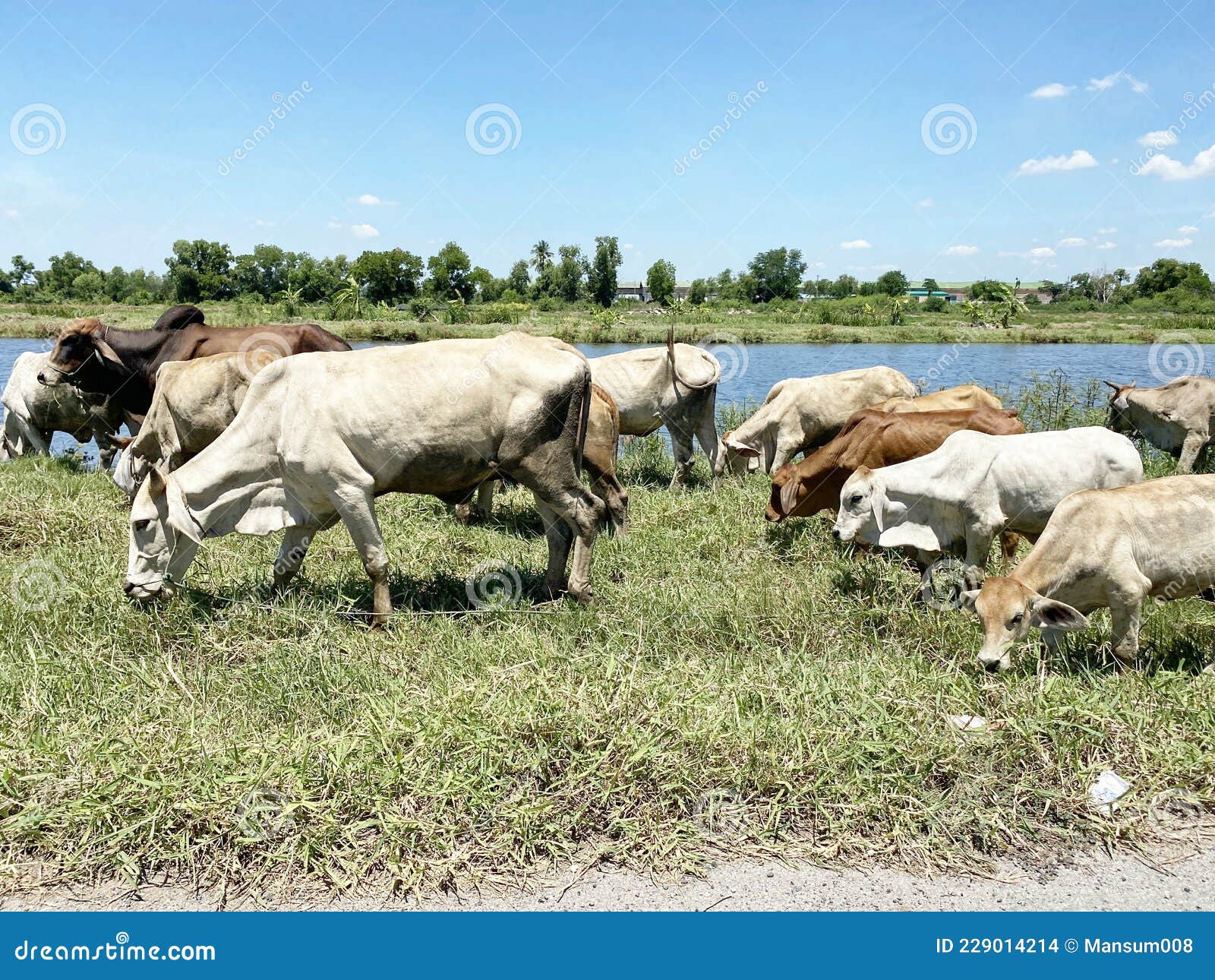 Cow in country farm stock photo. Image of green, outdoor - 229014214