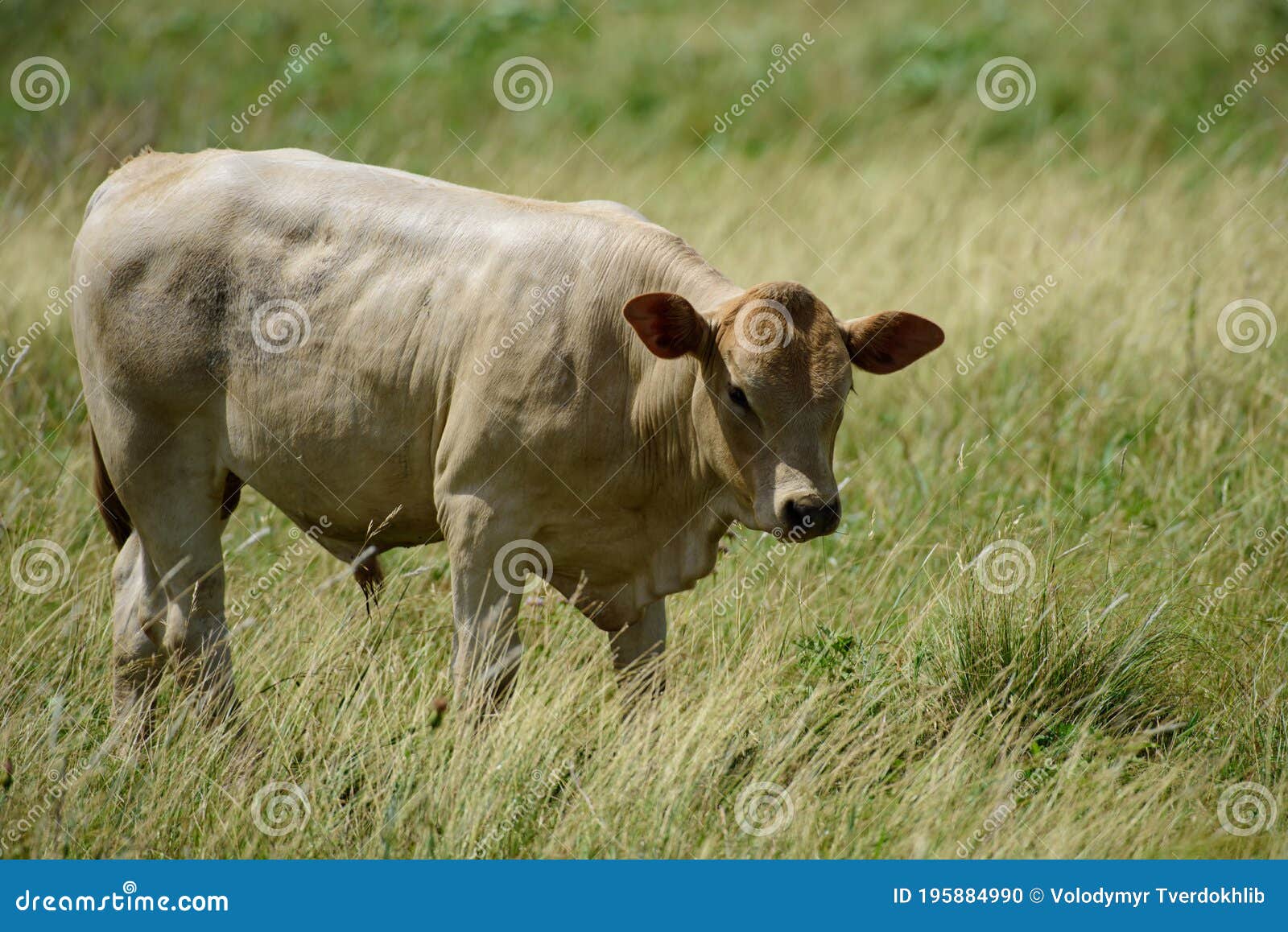 Cow in the Countryside Outdoors in the Field. Stock Photo - Image of ...