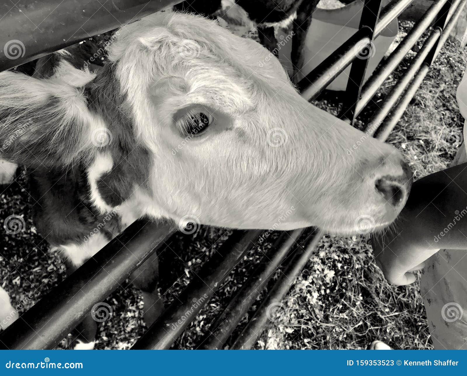 Cow stock image. Image of farm, fair, county - 159353523