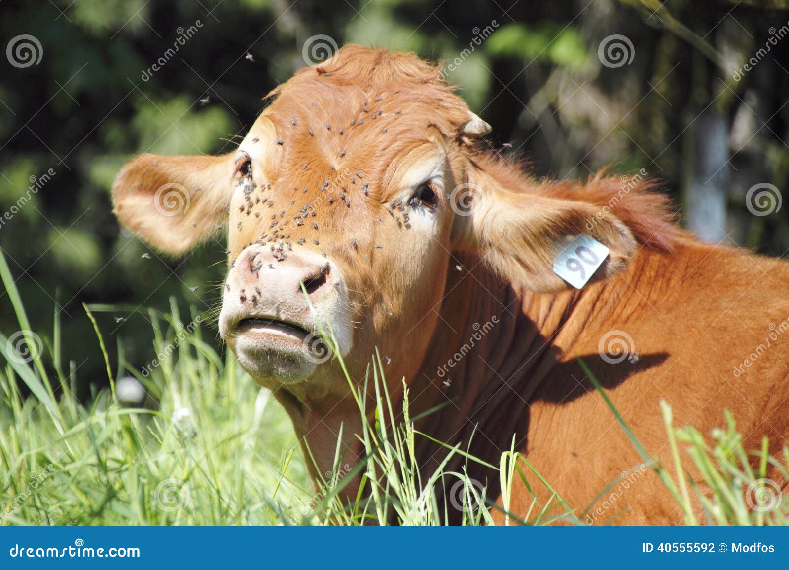 A Cow Covered in Flies stock photo. Image of infection - 40555592