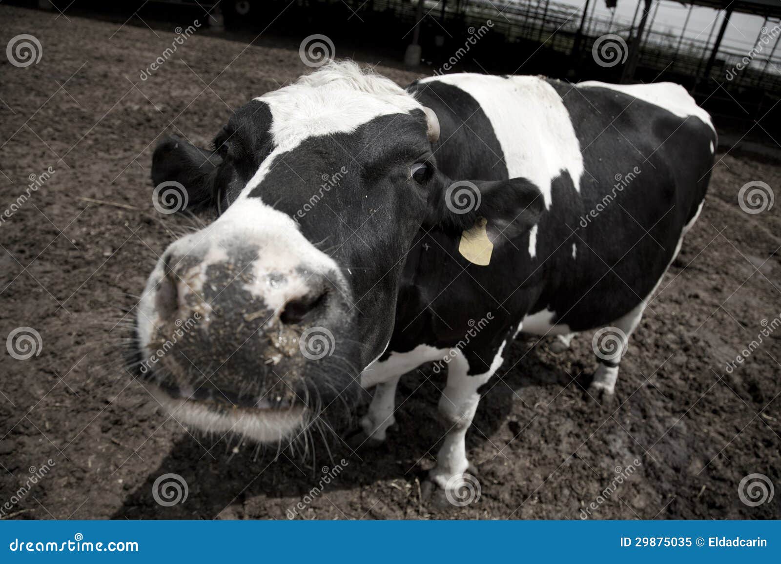 Mad Cow stock image. Image of standing, mammal, soil - 29875035