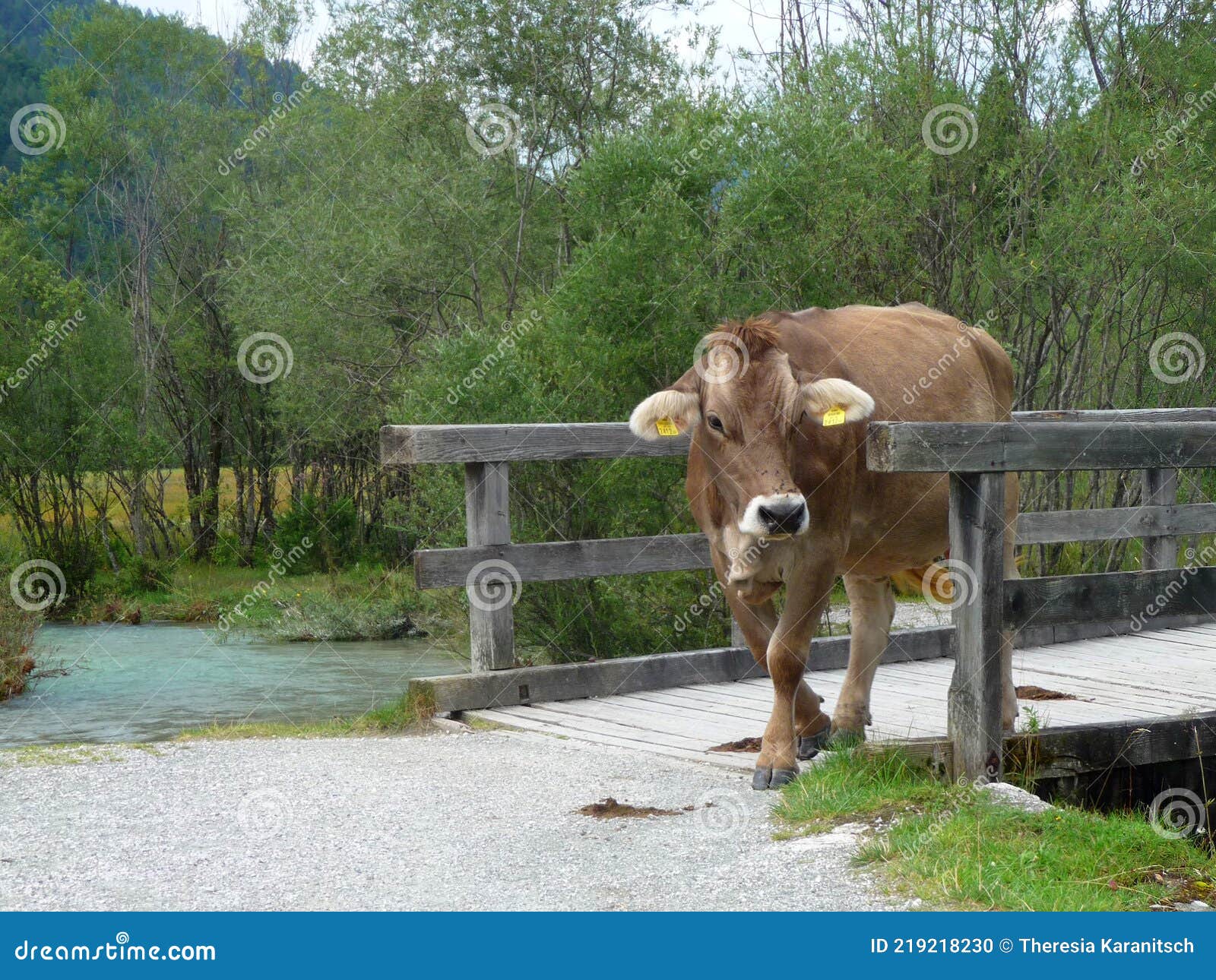 Cow stock photo. Image of cows, bridge, mammal, wood - 219218230