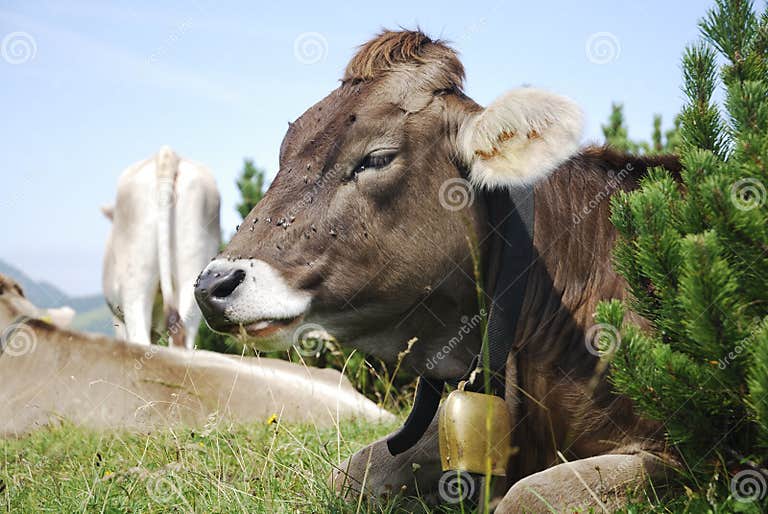 Cow with Cowbell stock image. Image of agriculture, cowbell - 26444655