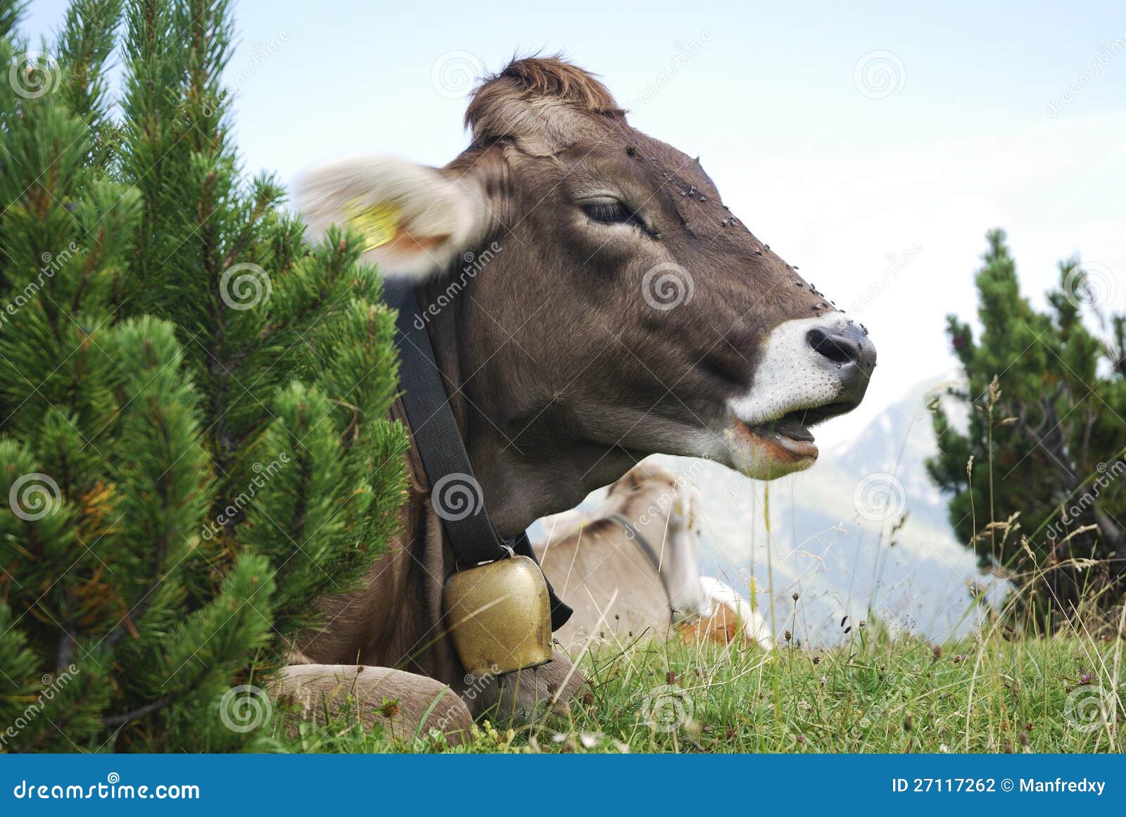 Cow with Cowbell stock photo. Image of cowbell, bavaria - 27117262