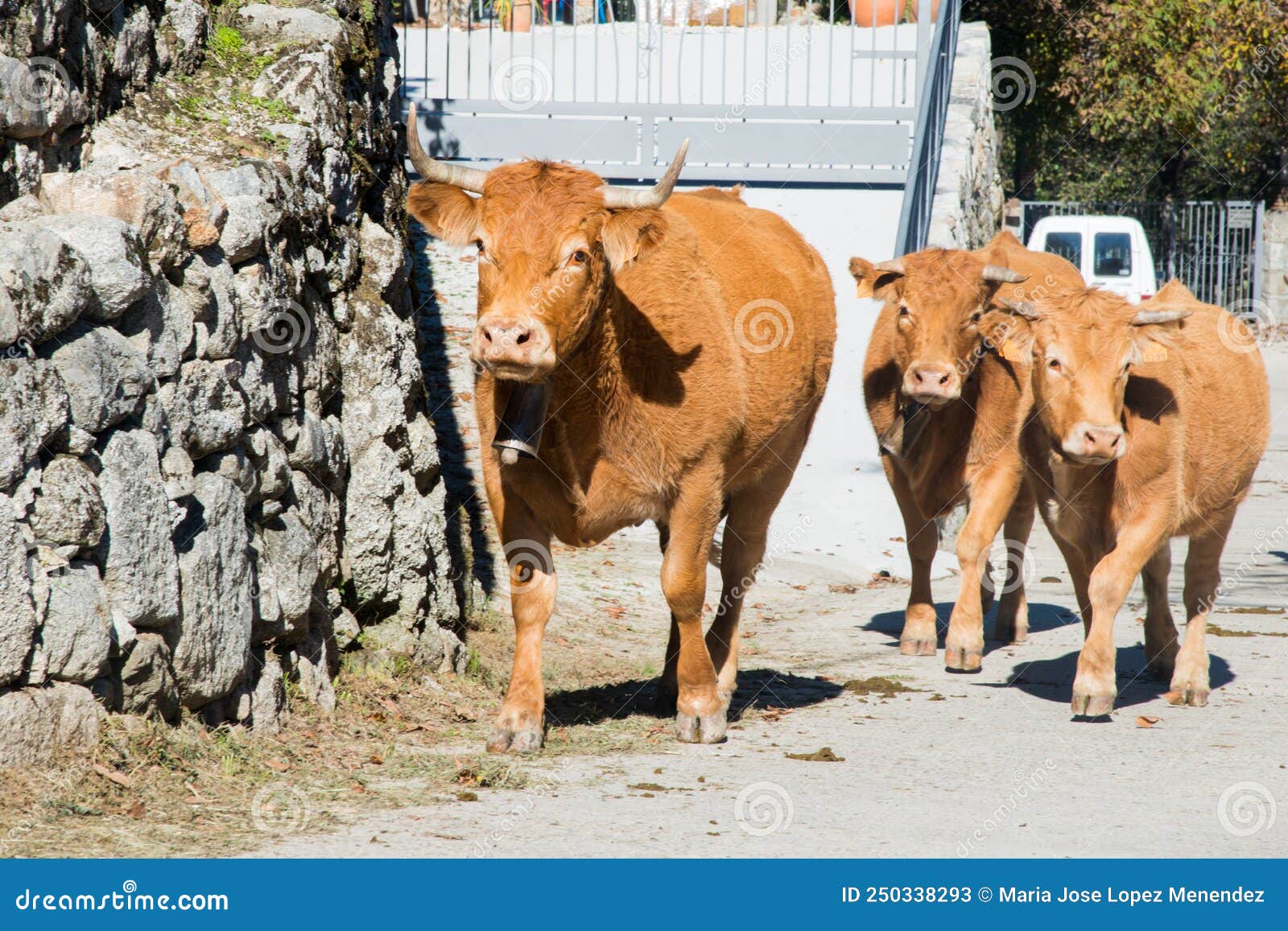 Cow with Cowbell and Two Calves Stock Image - Image of country, ranch ...