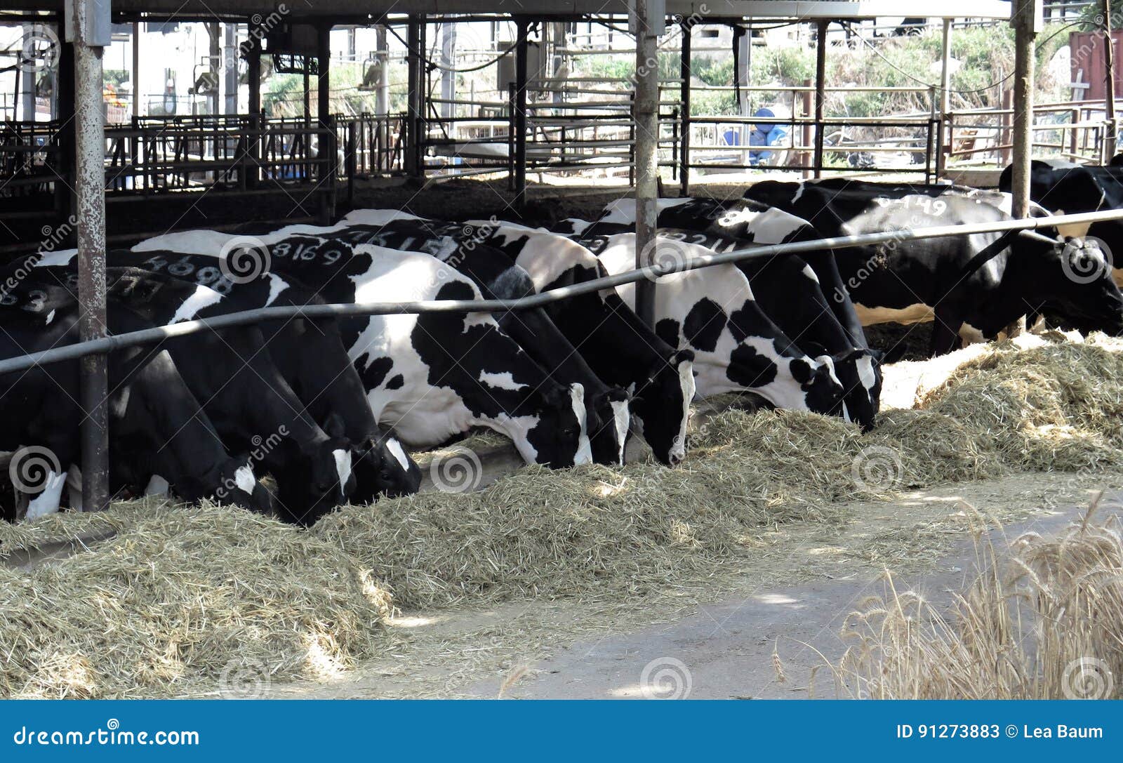 Cow cows eat straw stock image. Image of animal, eating - 91273883