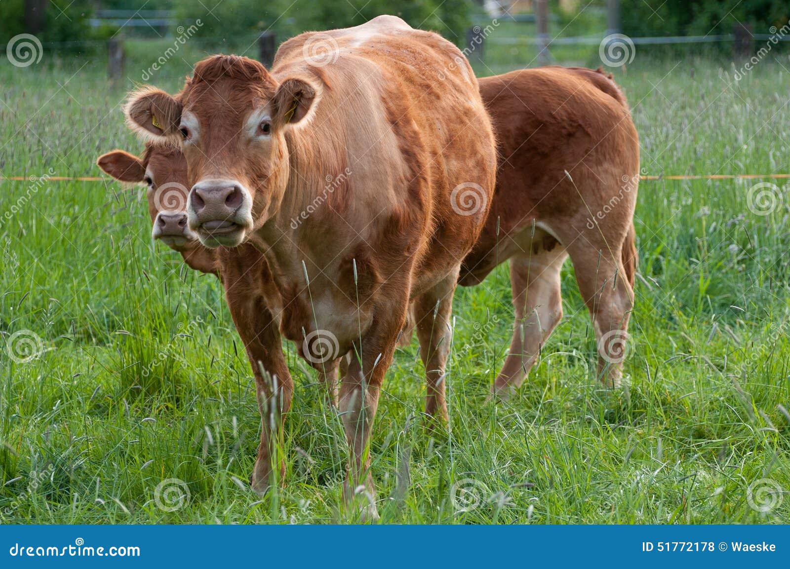 Cow stock photo. Image of animals, milk, grassland, calf - 51772178
