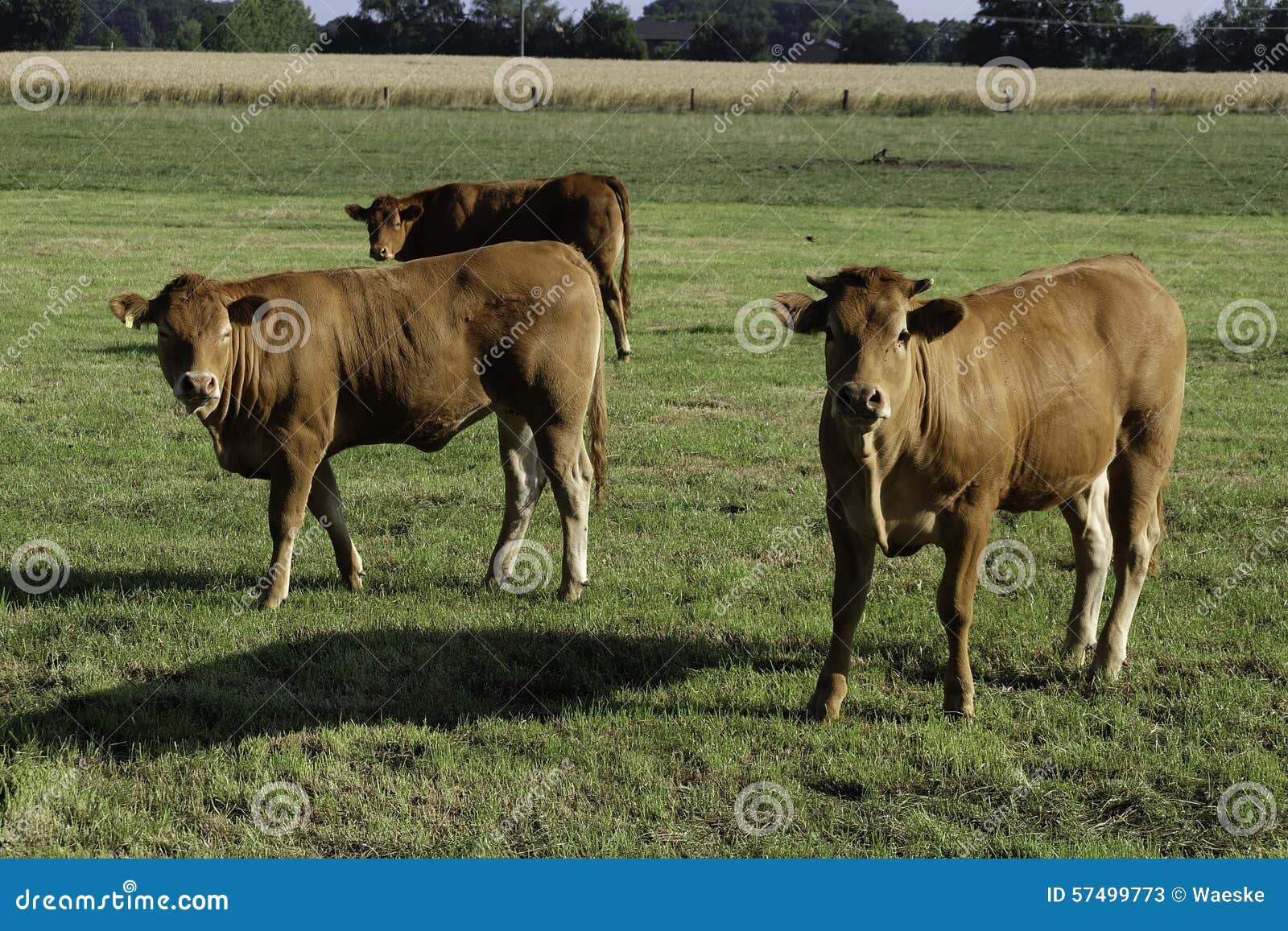 Cow stock image. Image of grassland, bull, horn, livestock - 57499773
