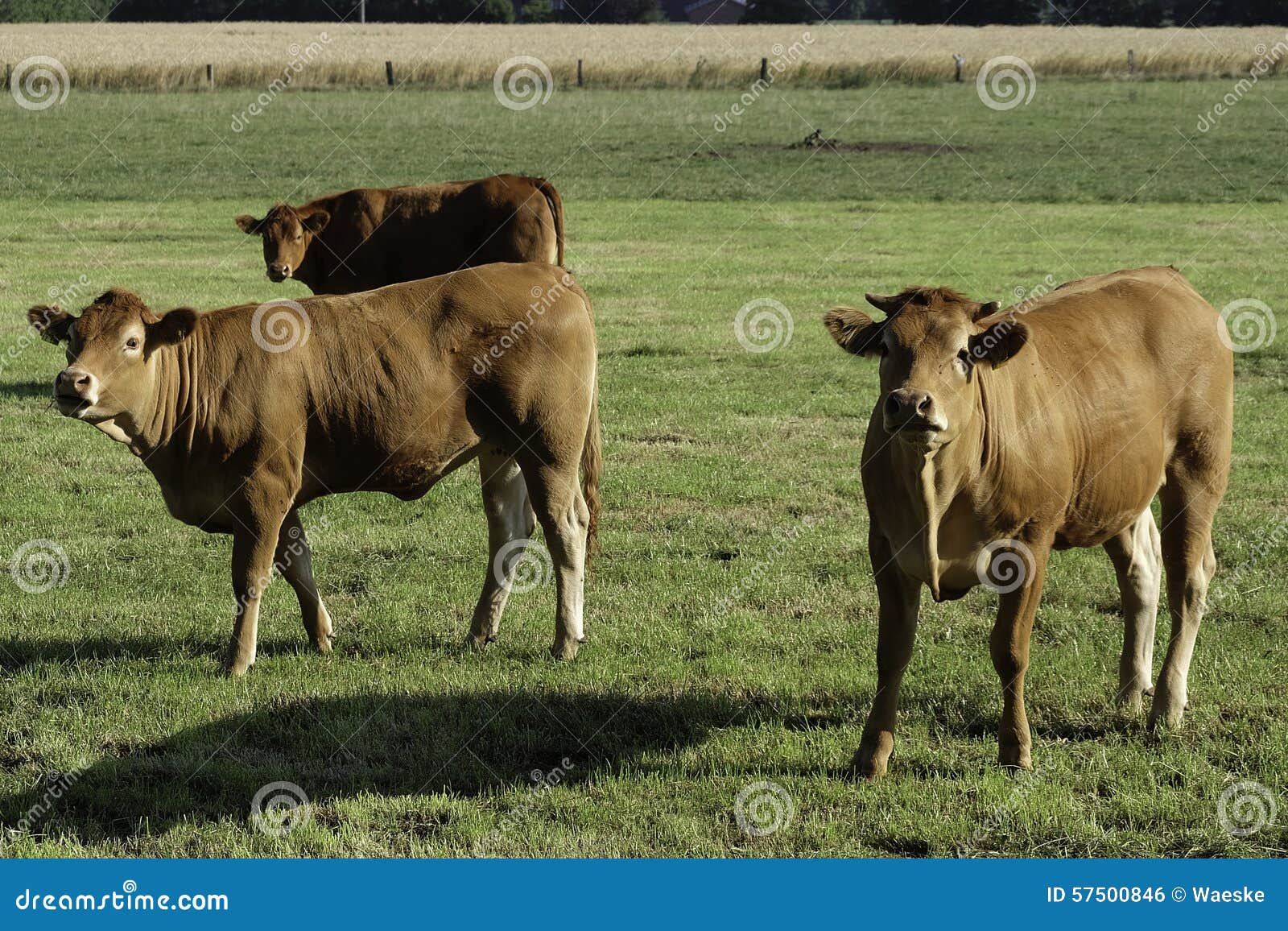 Cow stock photo. Image of milk, bull, ranch, calf, germany - 57500846