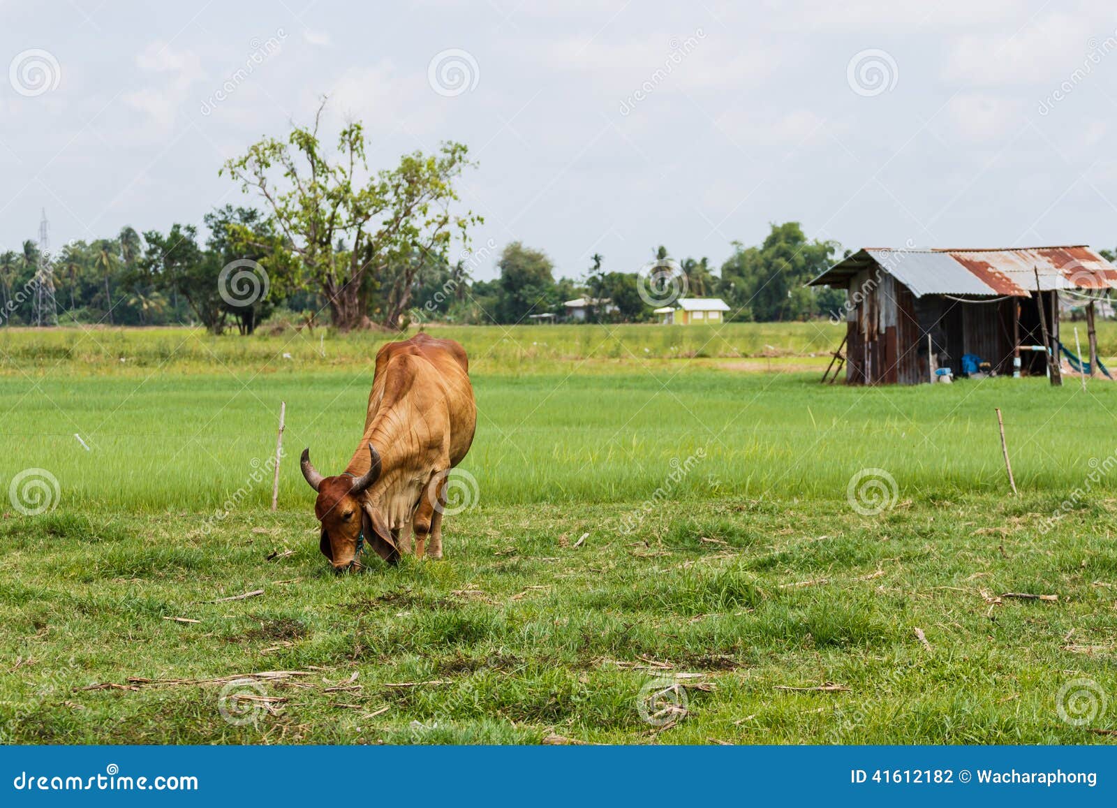 Cow stock photo. Image of business, agriculture, plant - 41612182