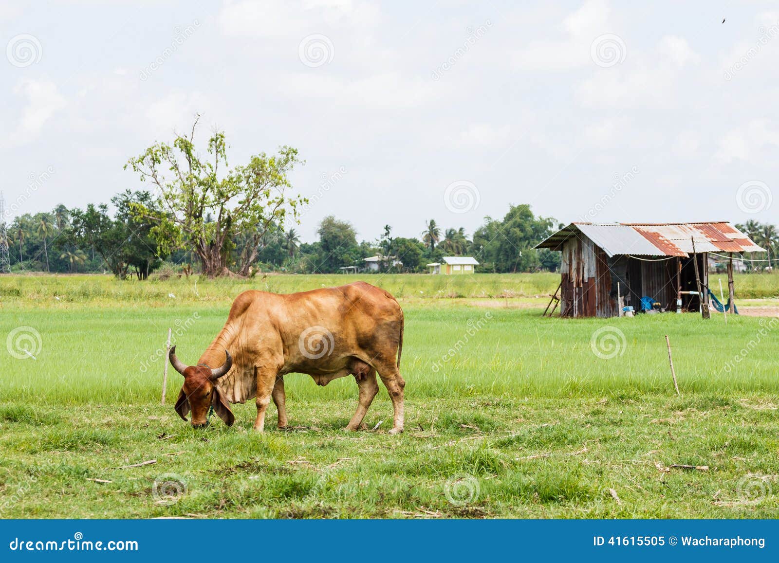 Cow stock image. Image of elbow, grass, green, food, agriculture - 41615505
