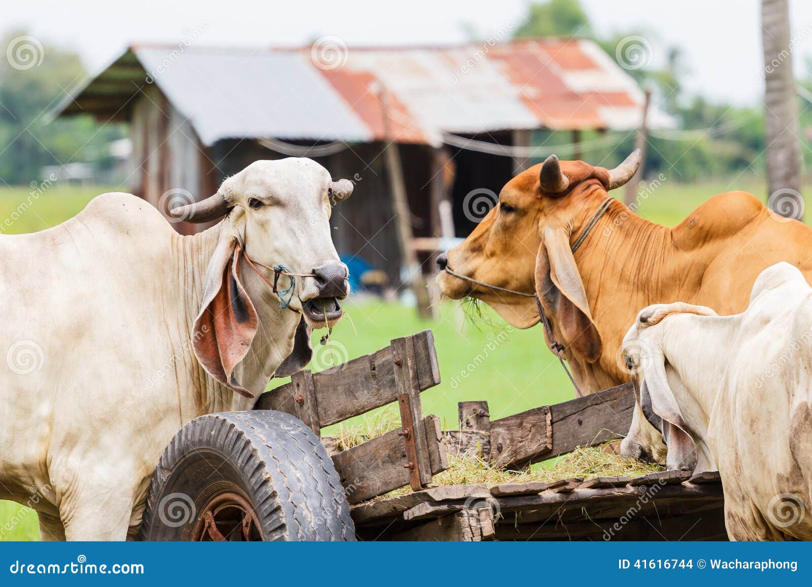 Cow stock photo. Image of stand, food, garden, livestock - 41616744