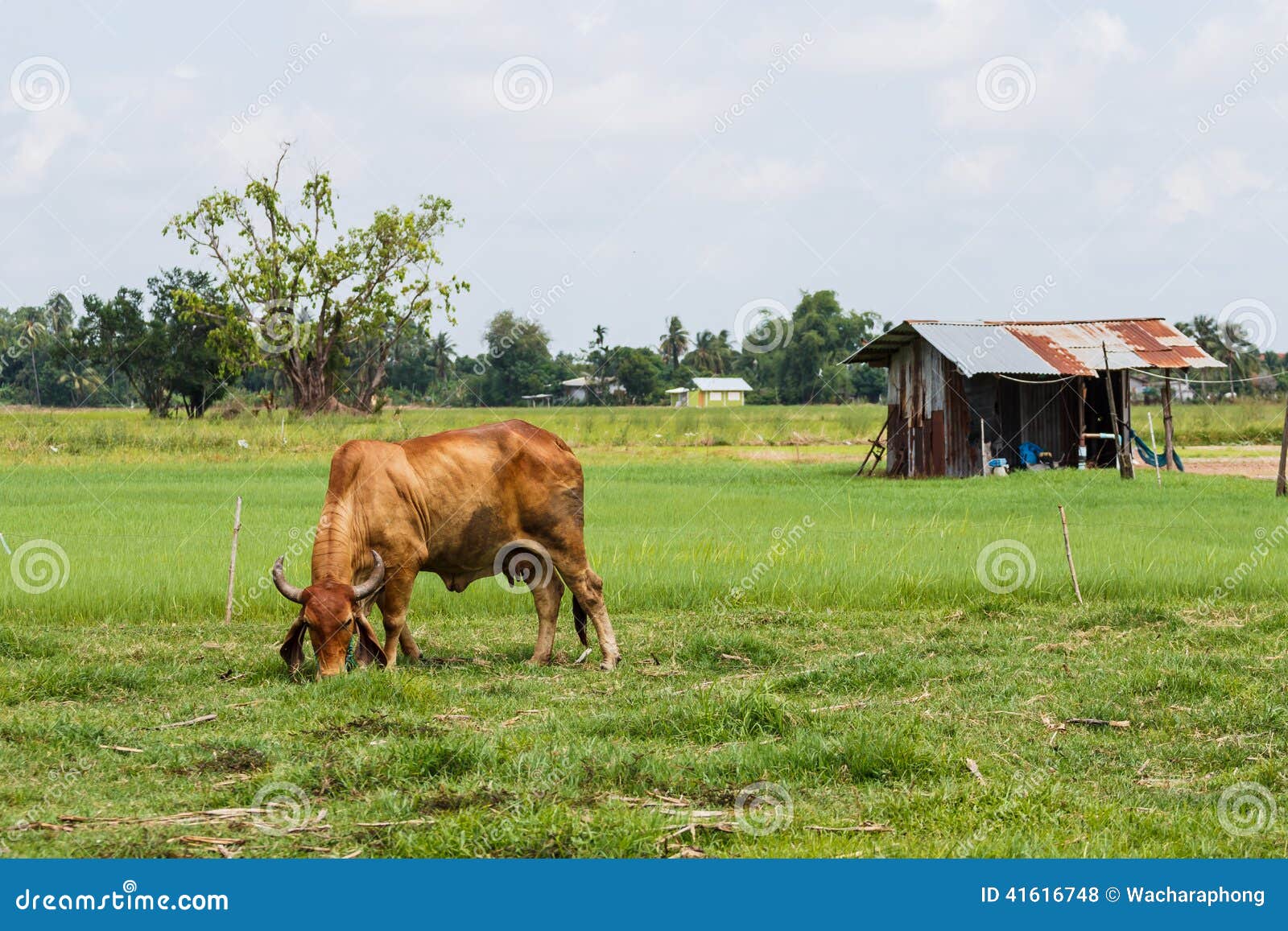 Cow stock photo. Image of plant, industry, animal, stand - 41616748