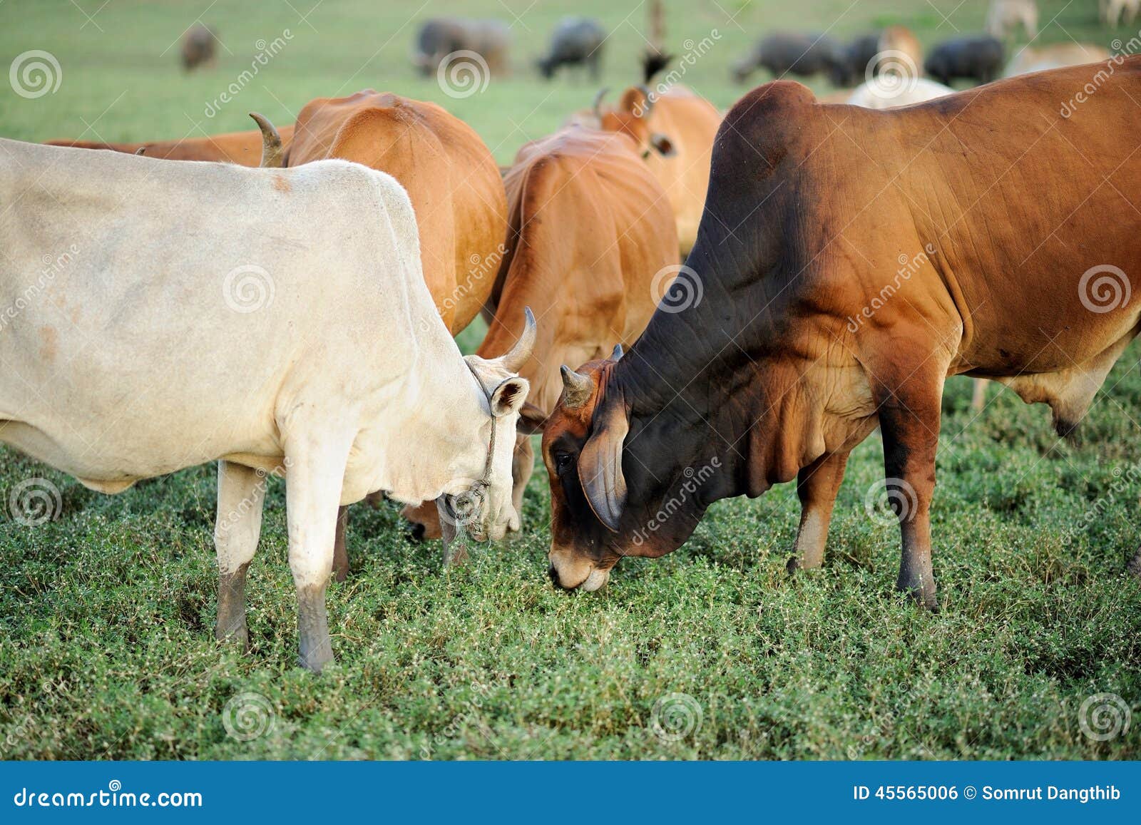 Cows stock photo. Image of farm, life, grazing, green - 45565006