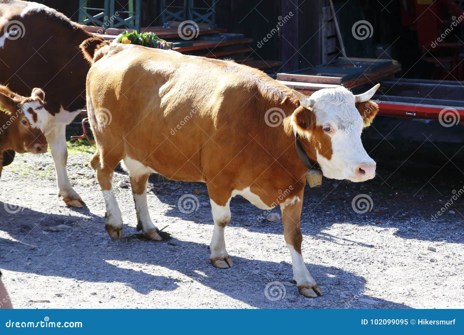 Cow, Cows Will Go from that Grazes Stock Image - Image of ribs, grazes ...