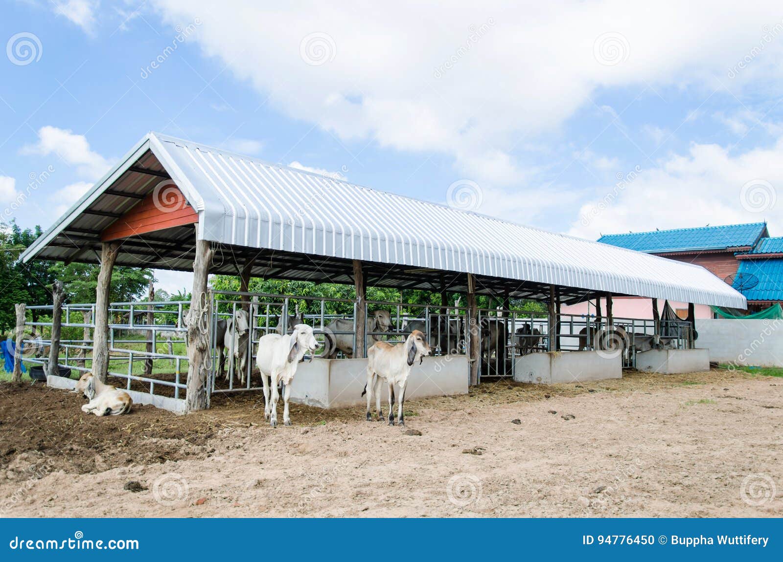 Cow in the cowshed stock photo. Image of herd, domestic - 94776450