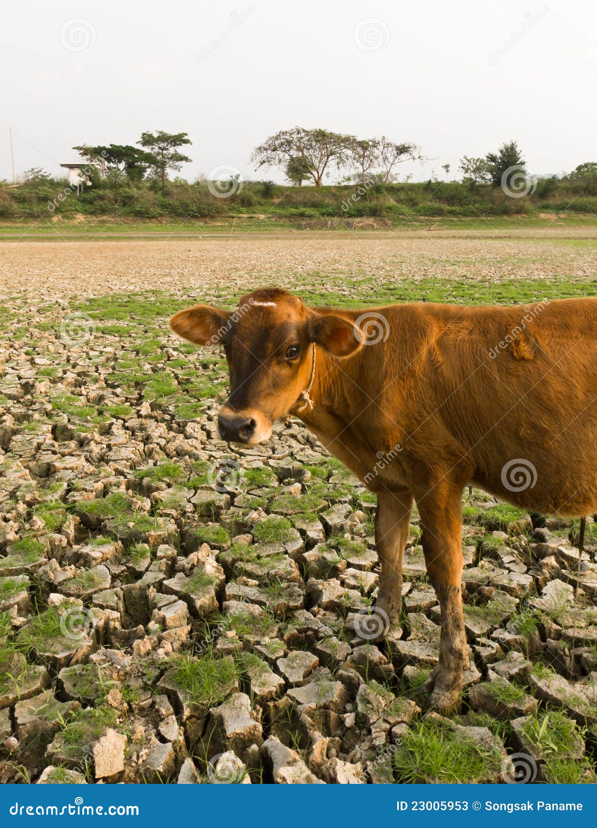 Cow and Cracked earth stock image. Image of draught, dirt - 23005953