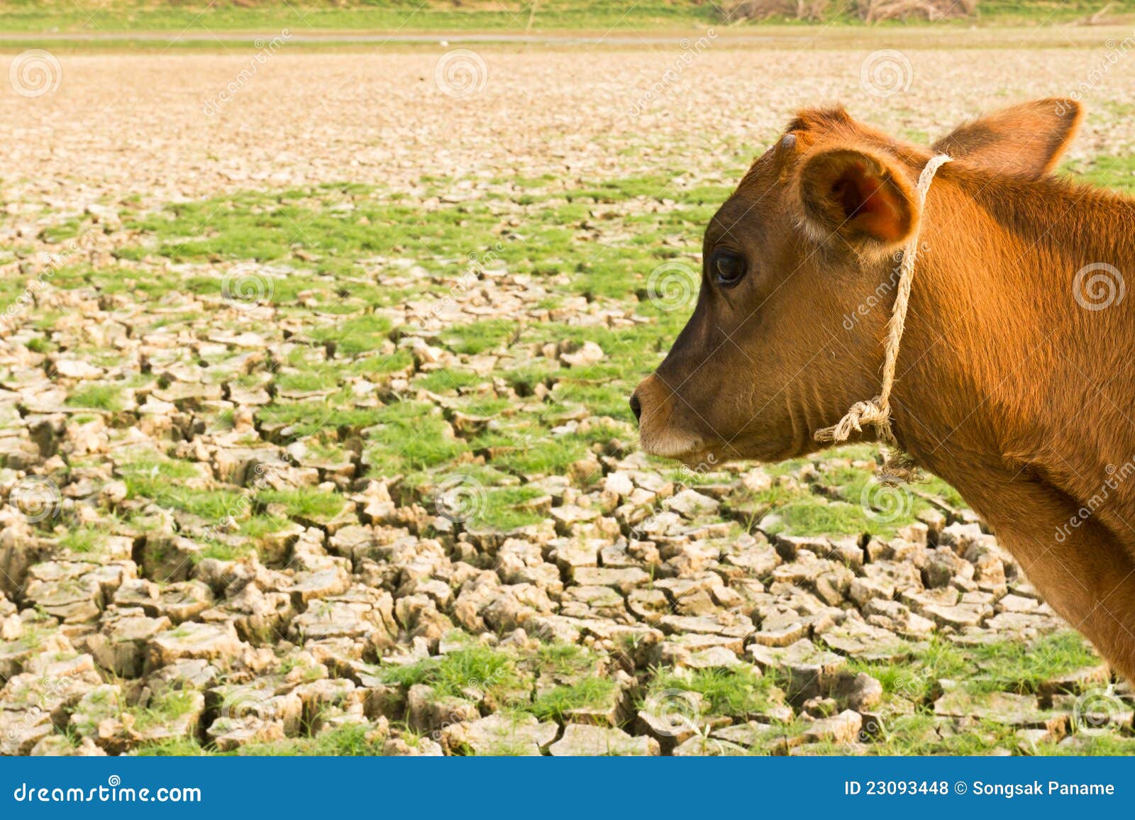 Cow Earth Climate Photos - Free & Royalty-Free Stock Photos from Dreamstime