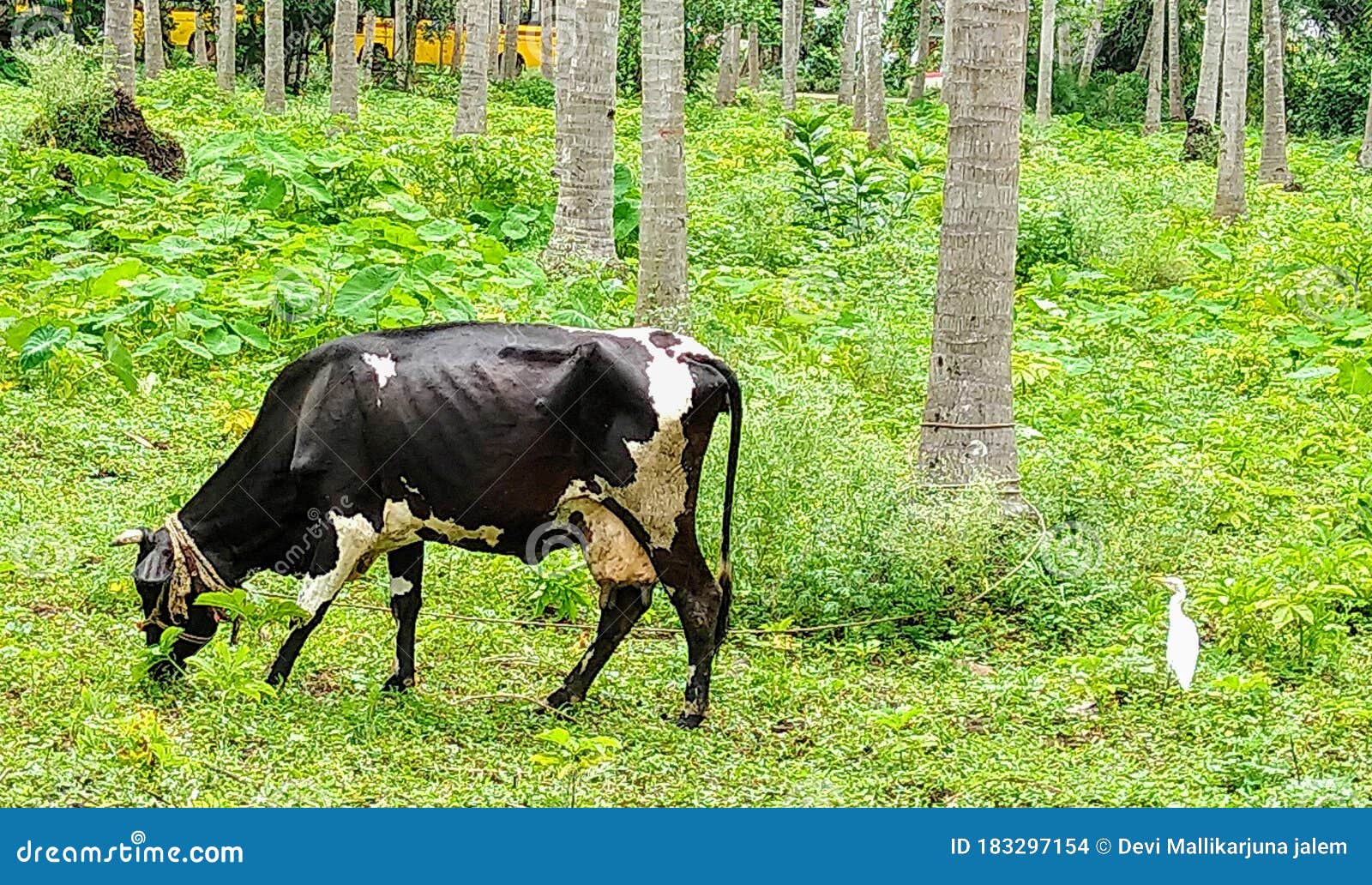 Cow and crane stock photo. Image of meadow, sheep, plant - 183297154