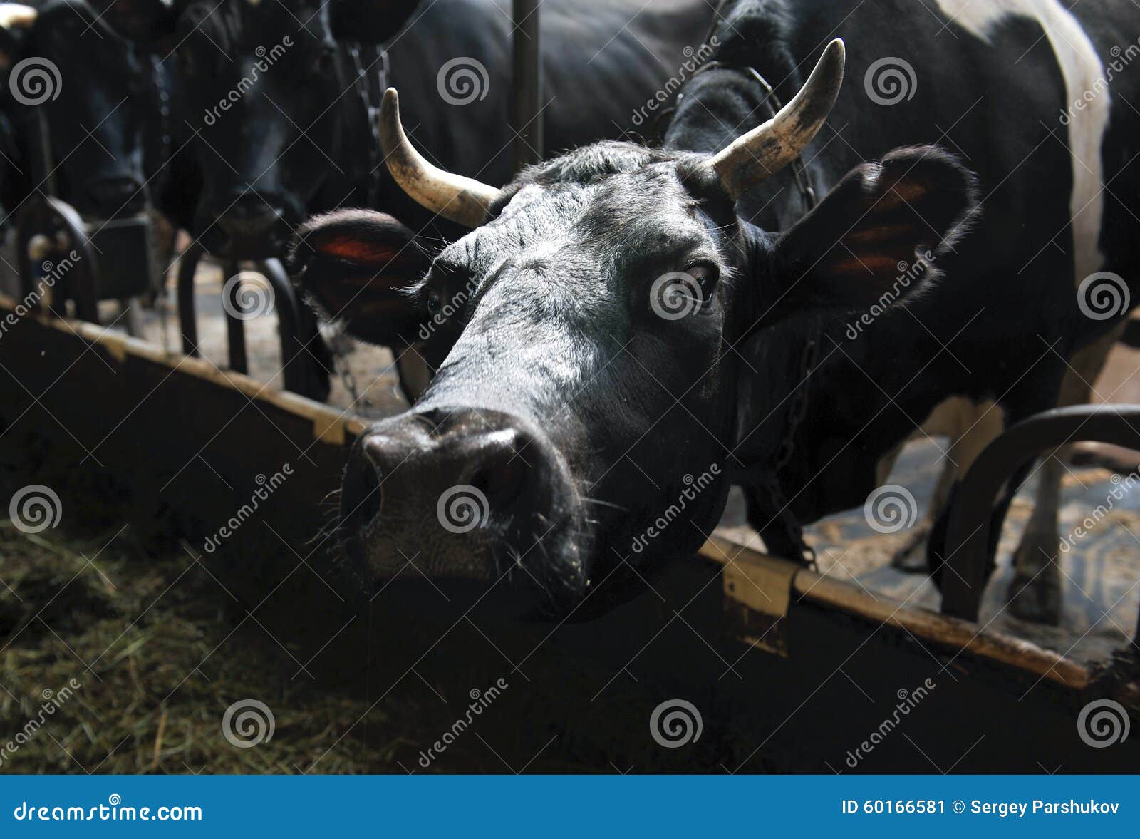 Cow stock image. Image of meat, cows, farming, agriculture - 60166581