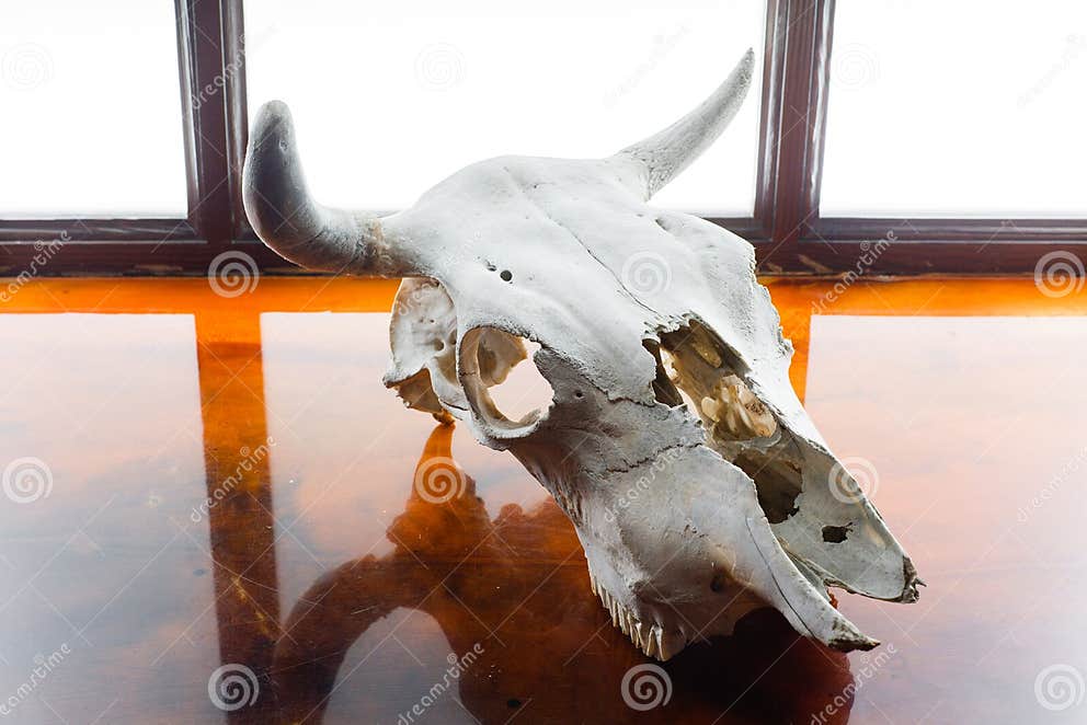 Cow Cranium and Window Concept on Mirror Flor Stock Image - Image of ...