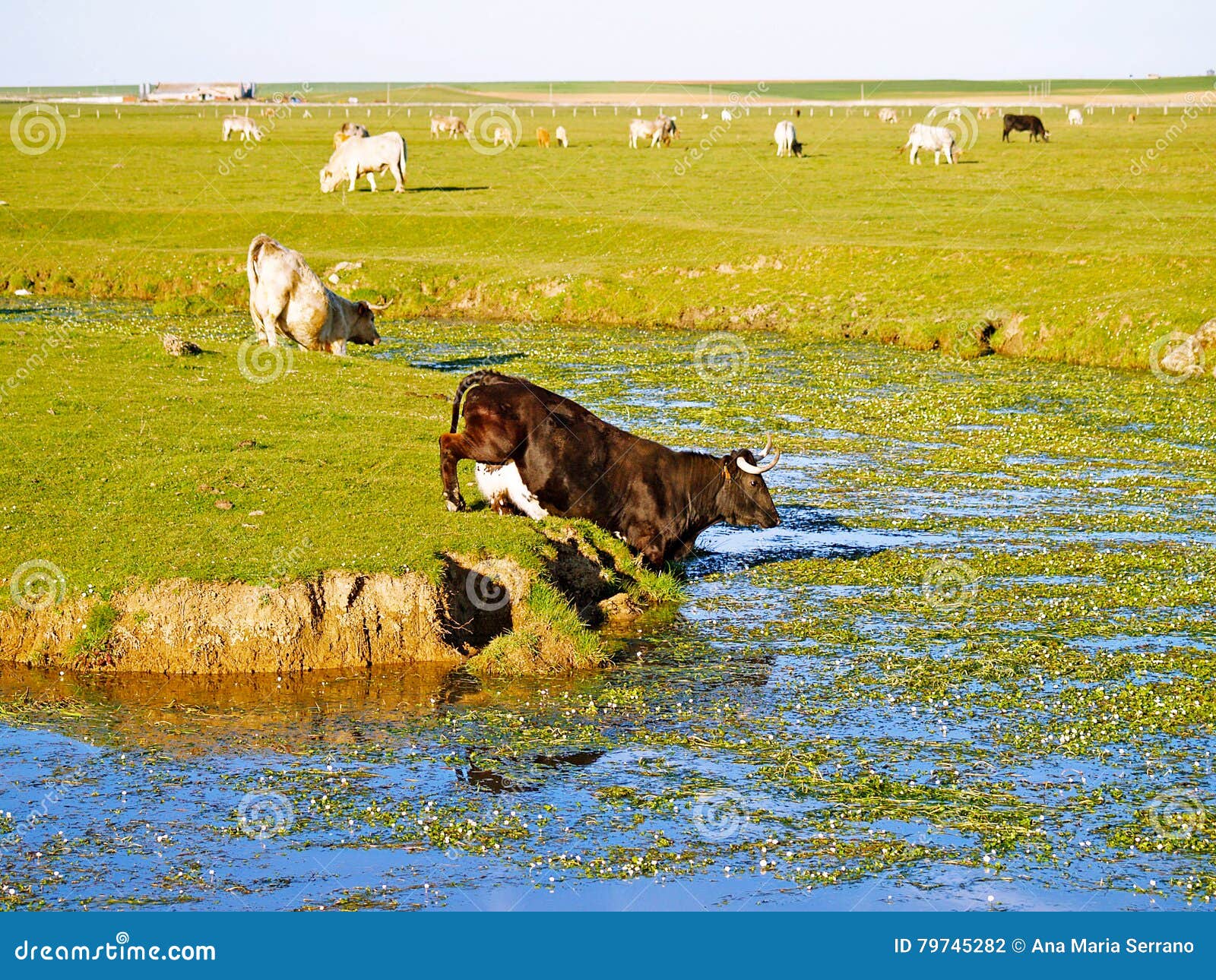 Cow Crossing a River on Springtime Stock Photo - Image of livestock ...