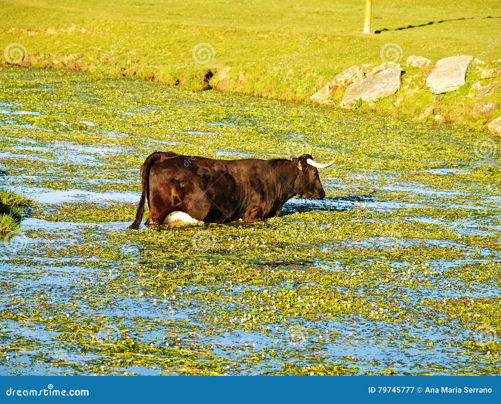 Cow Crossing a River on Springtime Stock Image - Image of holm, nature ...