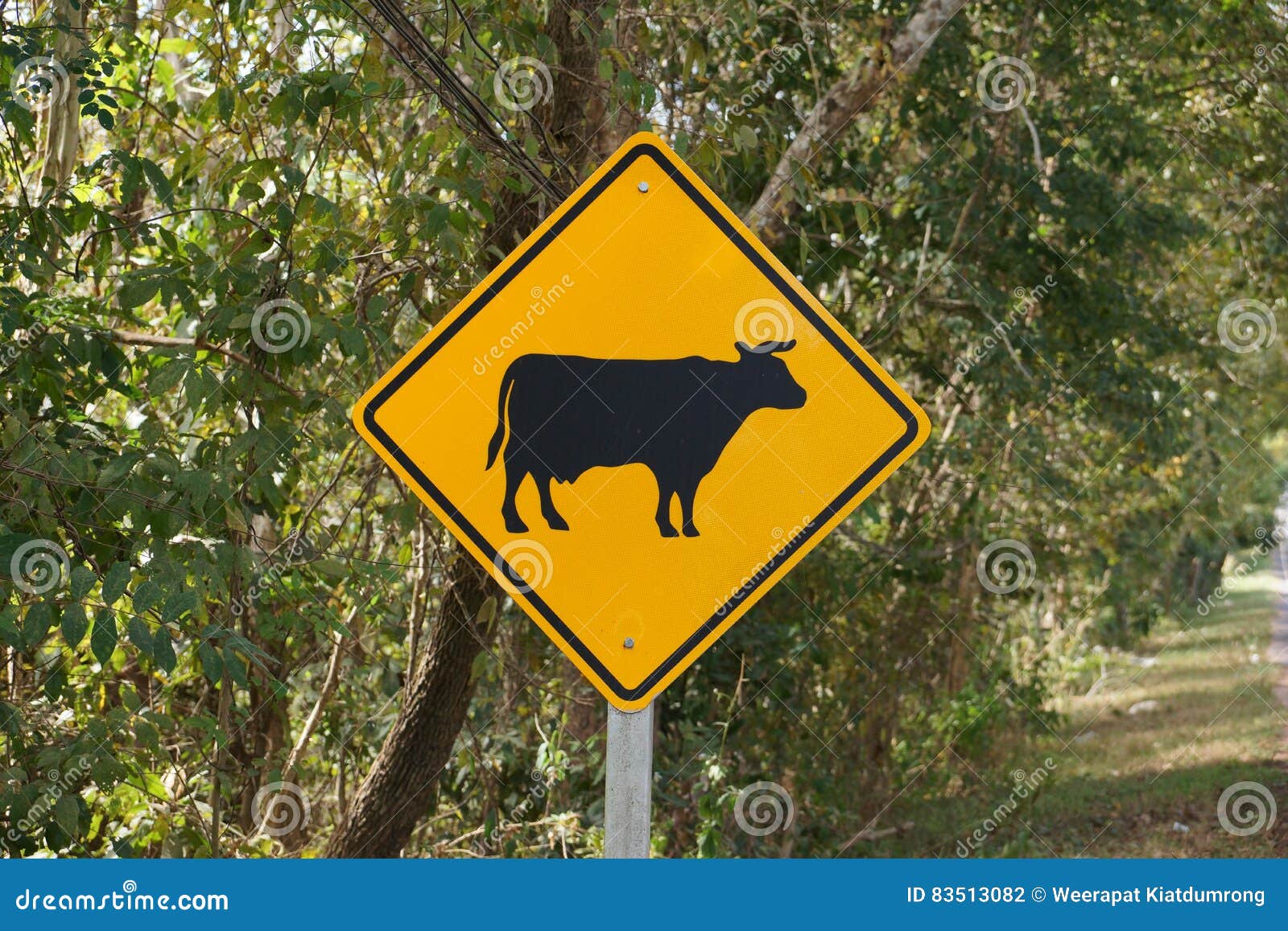 Cow crossing road sign stock photo. Image of sign, background - 83513082