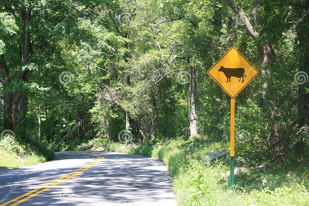 Cow Crossing stock image. Image of crossing, animals - 84824907