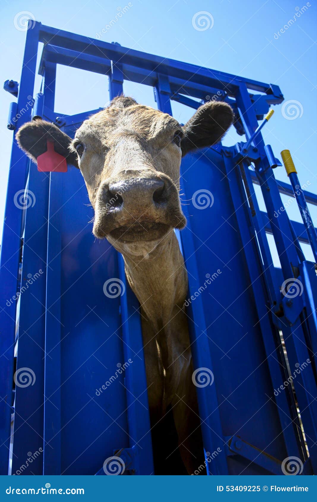 Cow in crush stock image. Image of long, animal, farm - 53409225