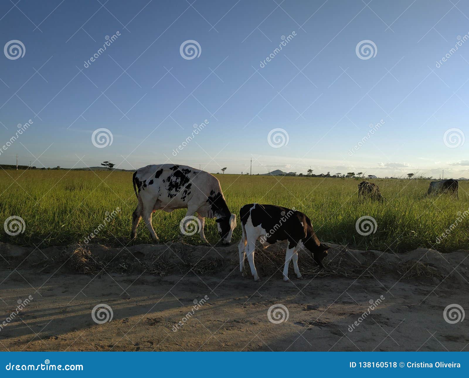 Cow and cub stock photo. Image of nature, grazing, calf - 138160518