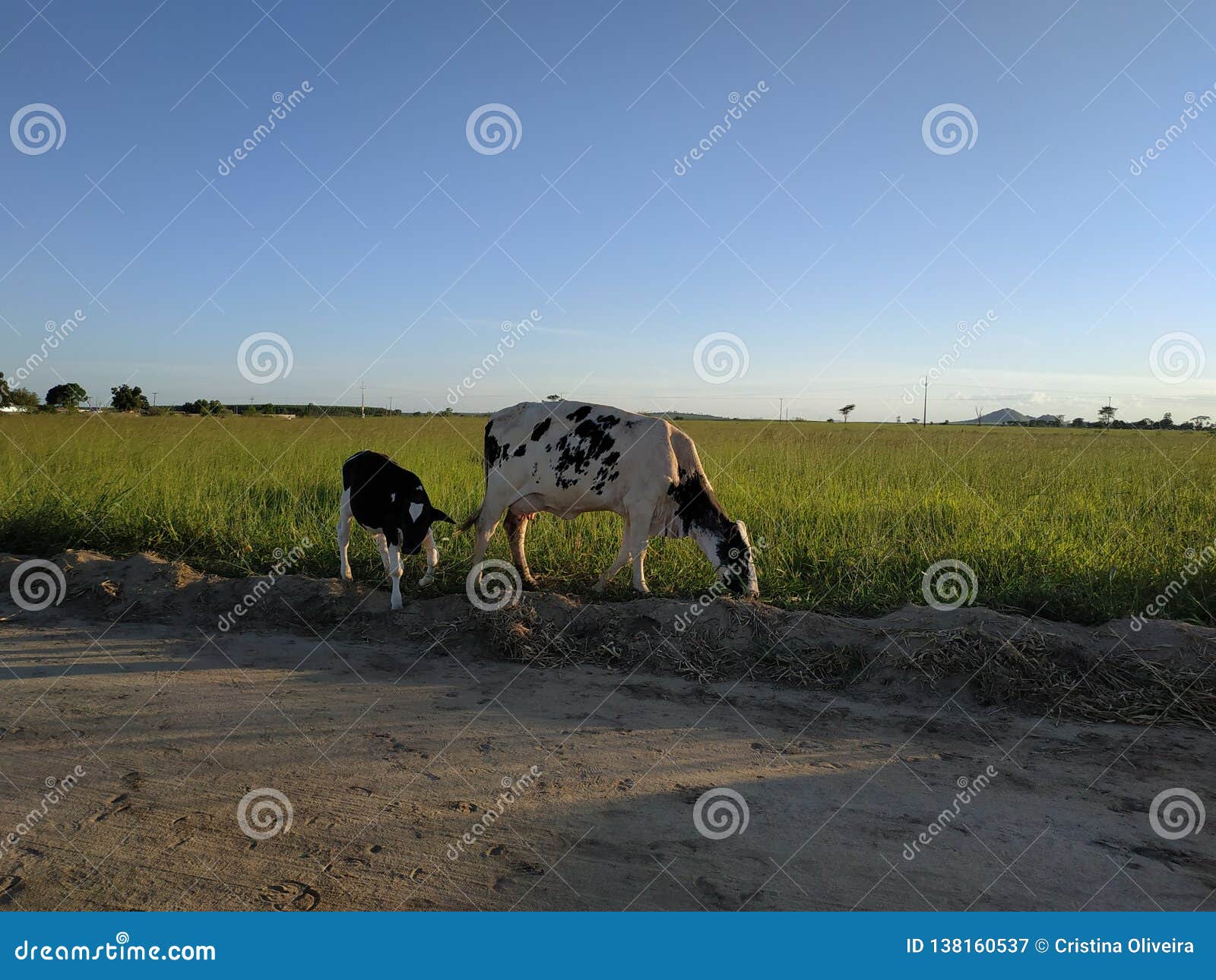 Cow and cub stock image. Image of grazing, calf, farm - 138160537