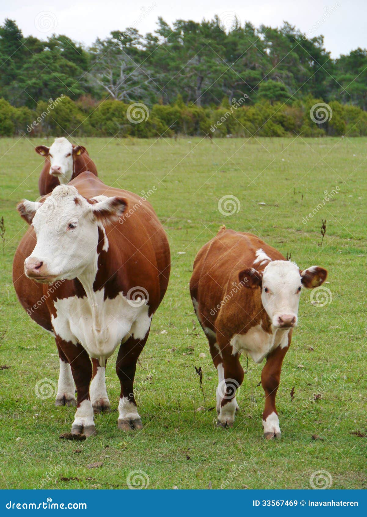 A cow with a curious calf stock image. Image of grassland - 33567469