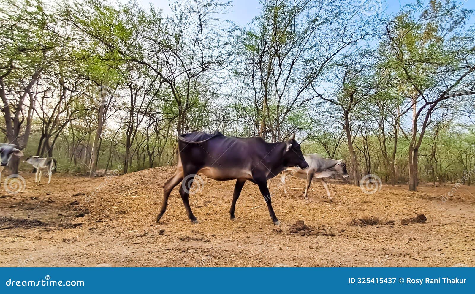 Cow. a Cute Cow is Walking on the Way Stock Image - Image of black ...