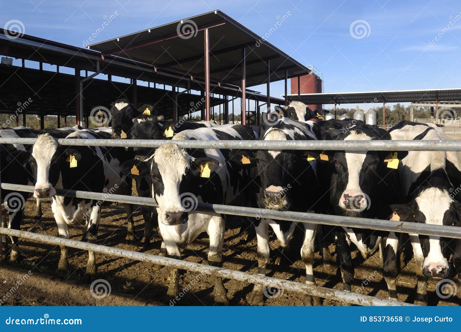 Cow stock photo. Image of dairy, agriculture, domestic - 85373658